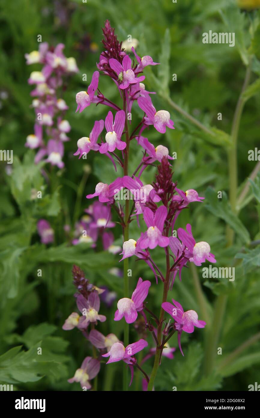 Linaria maroccana hi-res stock photography and images - Alamy