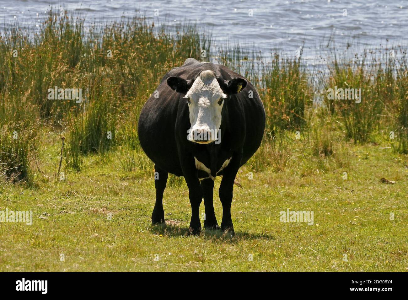 Cow, Bodmin Moor, Colli Ford Lake, Cornwall, southwest England Stock ...