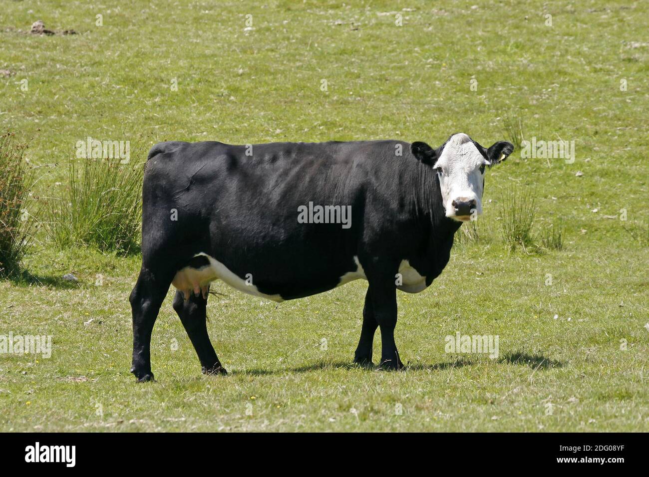 Cow, Bodmin Moor, Colli Ford Lake, Cornwall, southwest England Stock ...
