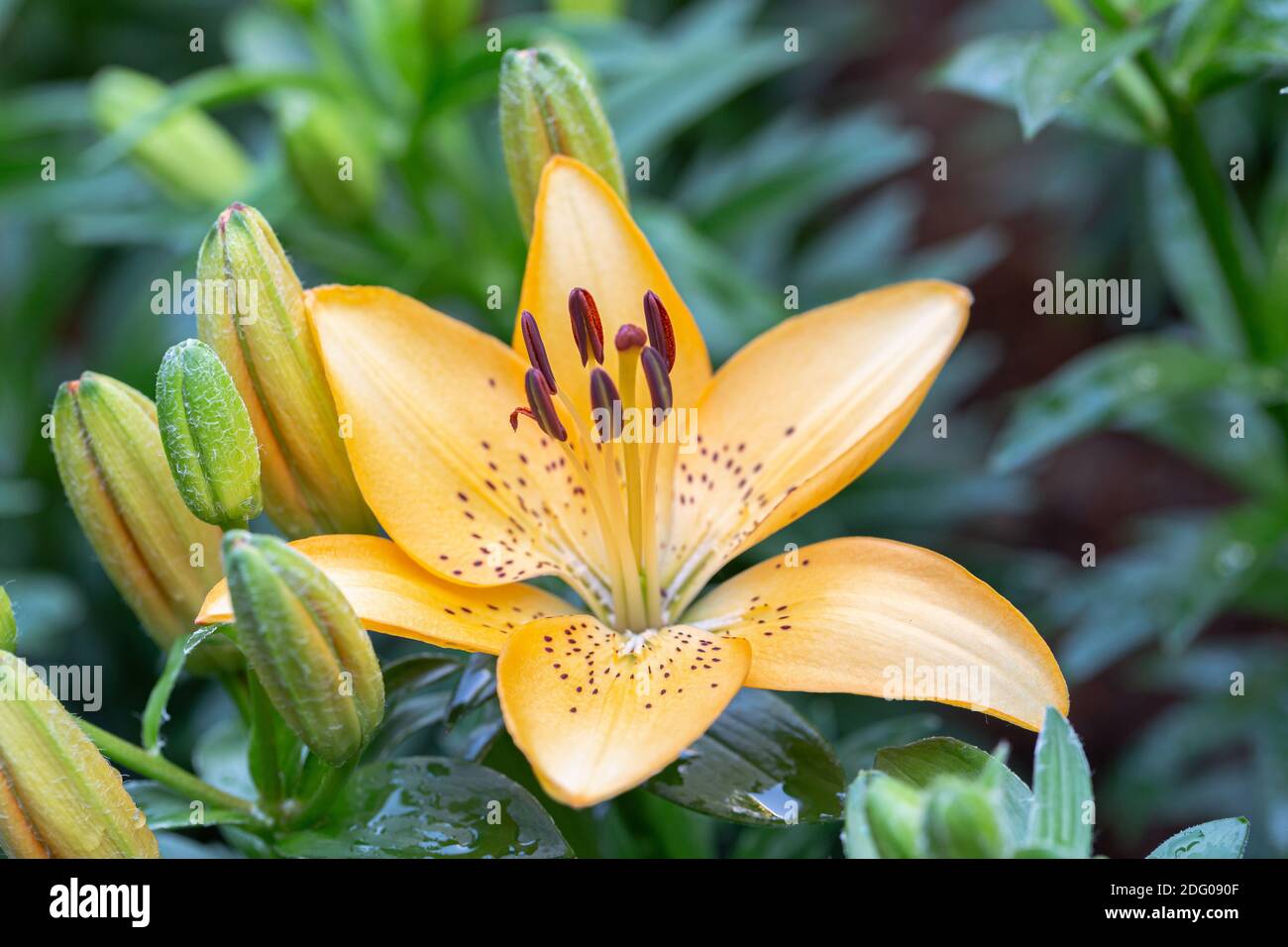 Asiatic lily or Asiatic lilies flower in garden at sunny summer or ...