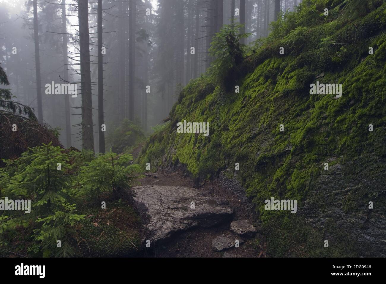 Primeval forest in bavarian hi-res stock photography and images - Alamy