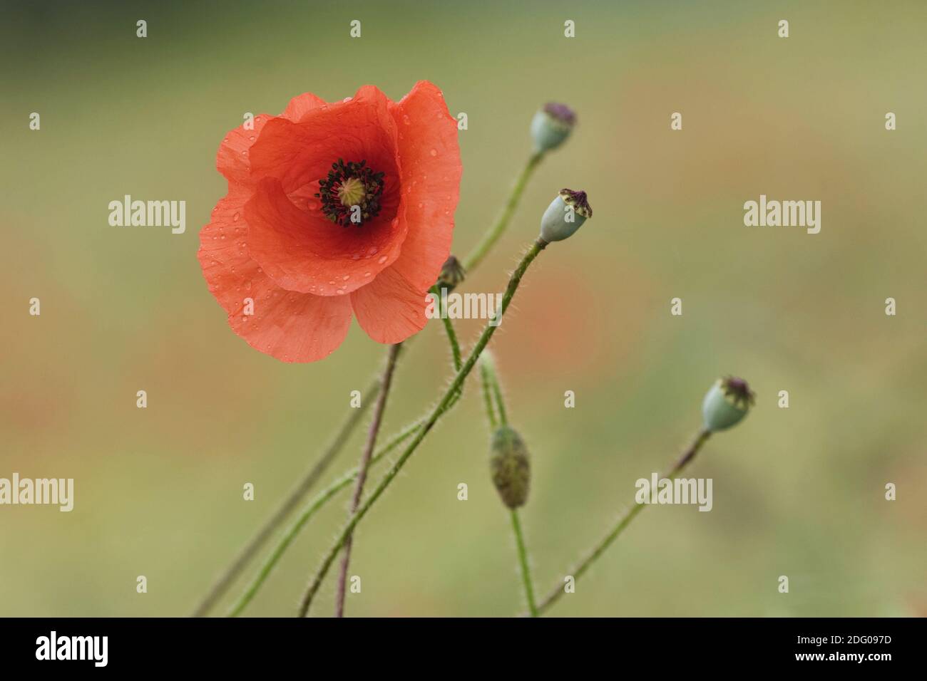 Faded poppy hi-res stock photography and images - Alamy
