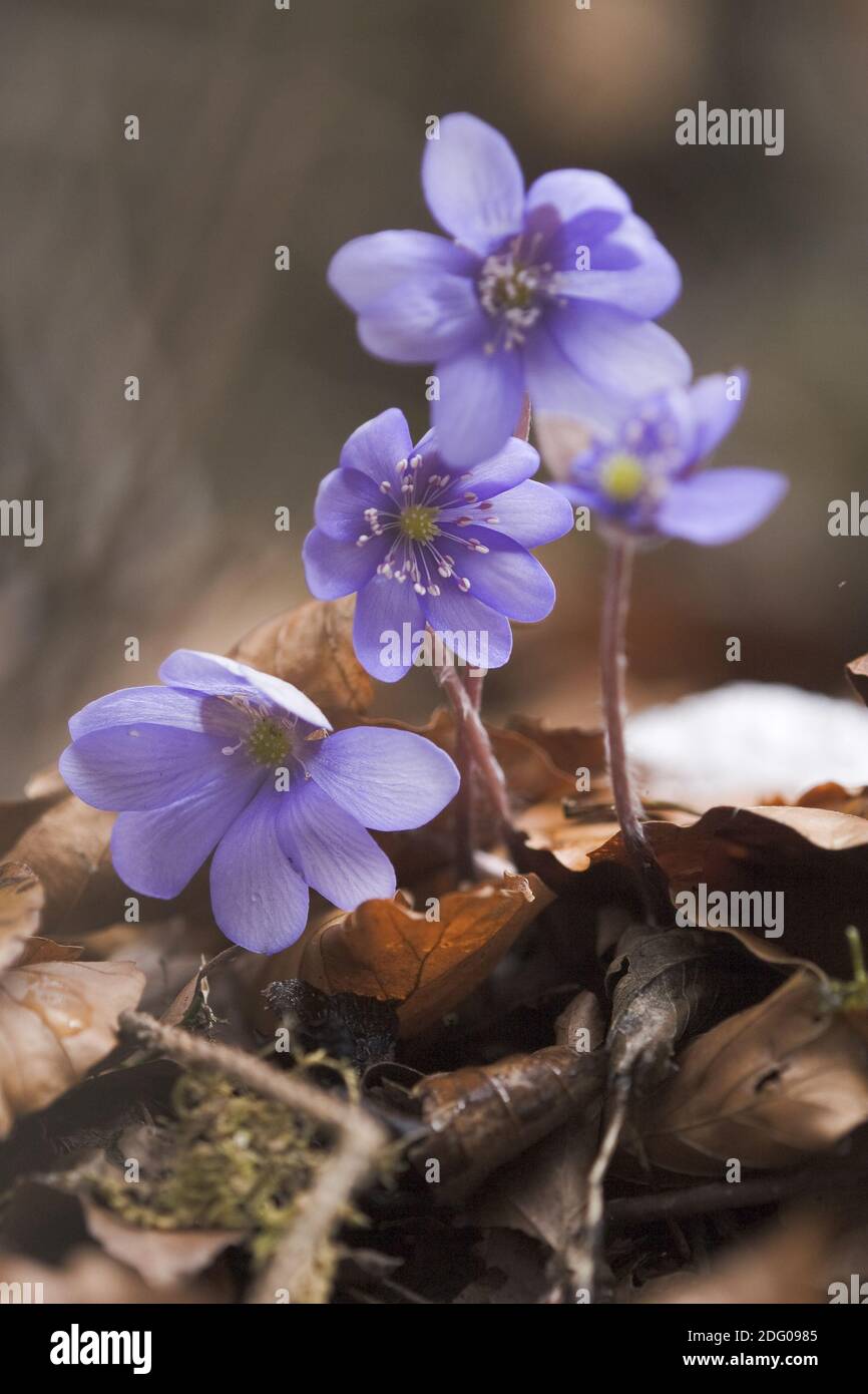 Plant hepatica hi-res stock photography and images - Alamy