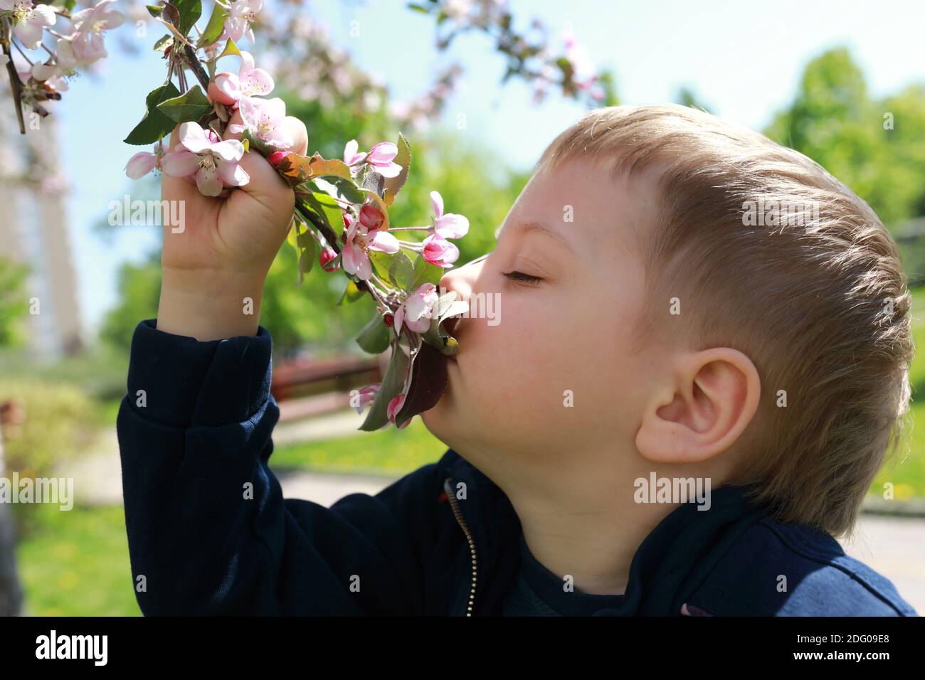 Child in garden sniffs blossoming hi-res stock photography and images ...