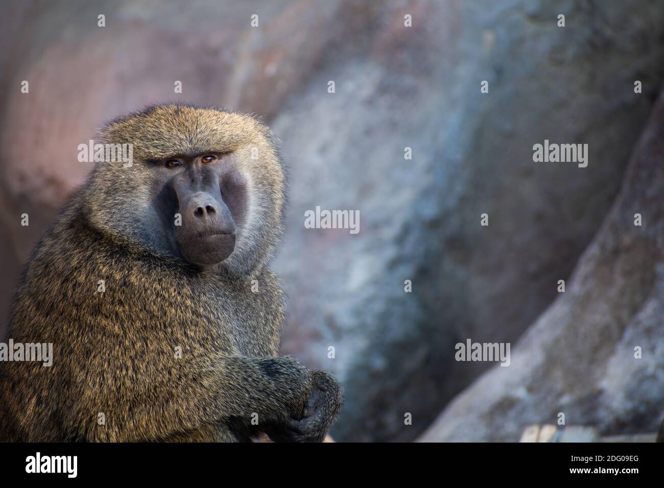 Portrait of an olive baboon Stock Photo - Alamy