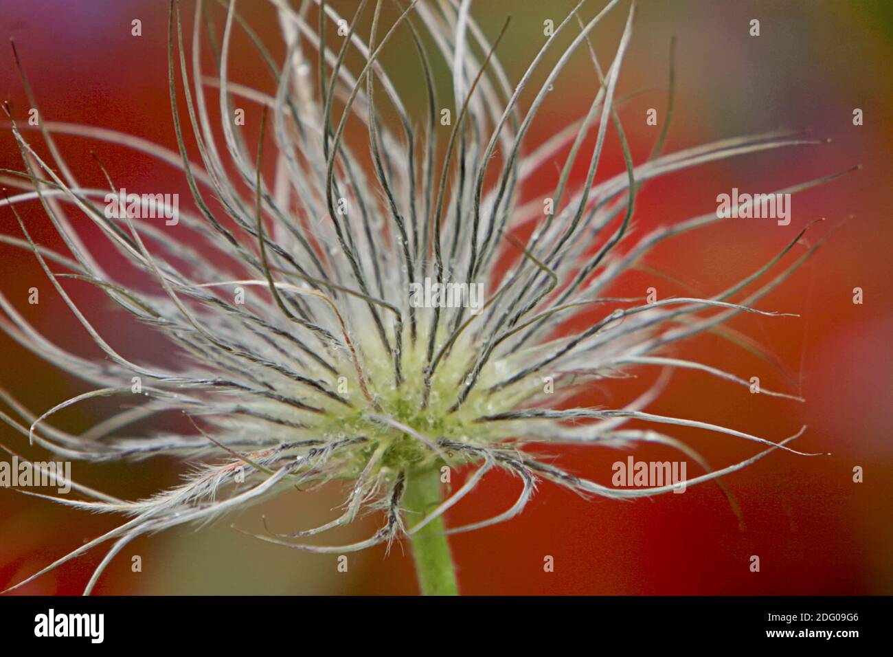 Fruit of the Kitchen Clamp Stock Photo - Alamy
