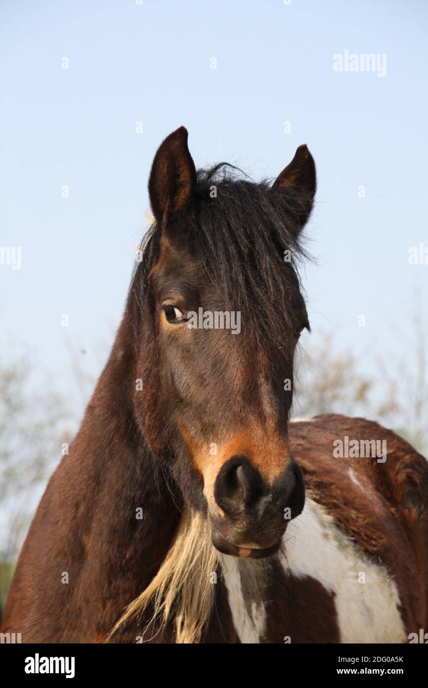 Lewitzer pony hi-res stock photography and images - Alamy