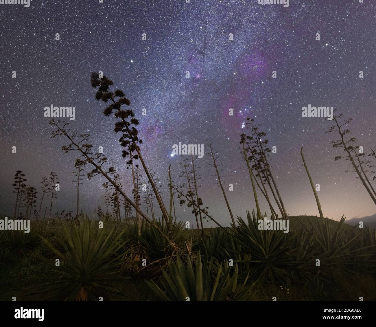 orion constellation with h-alpha colors and part of the milky way with ...