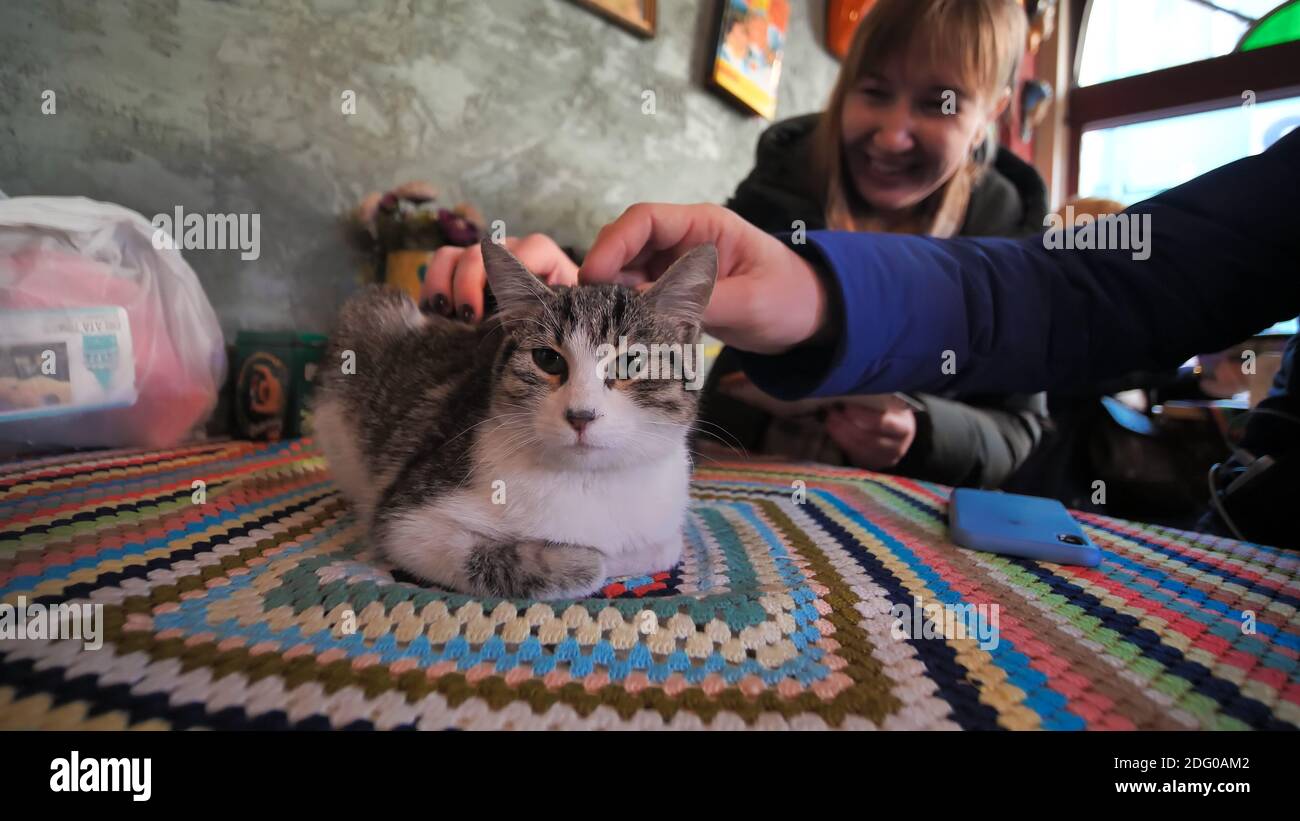 Istanbul, Turkey - January 8, 2020: Cat's cafe restaurant in Istanbul ...