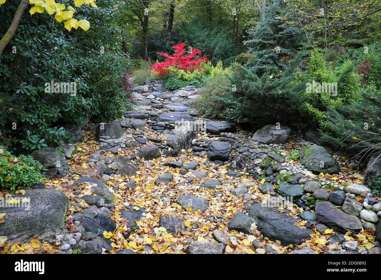 Stream bed forest during hi-res stock photography and images - Alamy