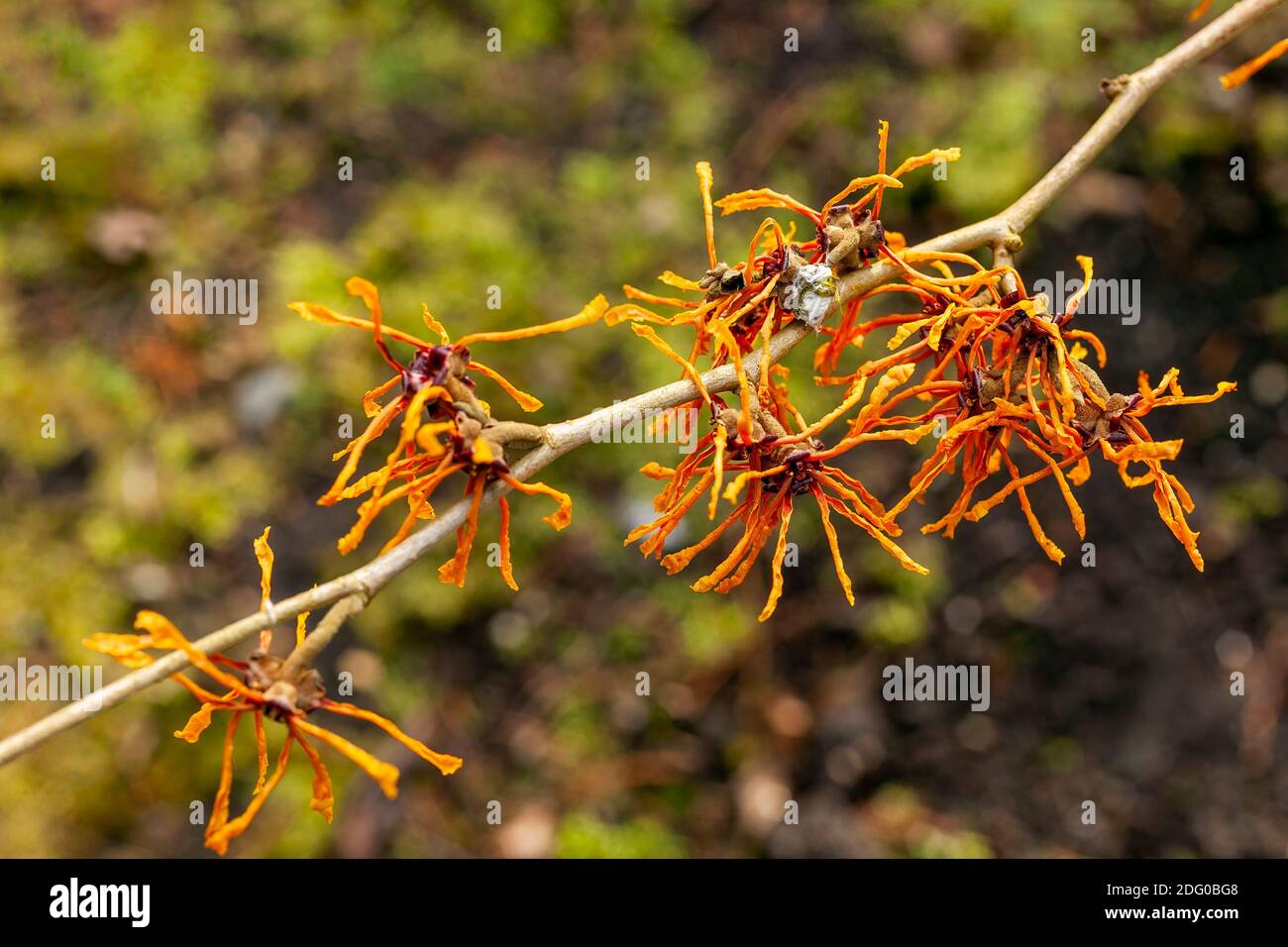 Hamamelis x Intermedia 'Aphrodite' (Witch Hazel) a winter spring ...