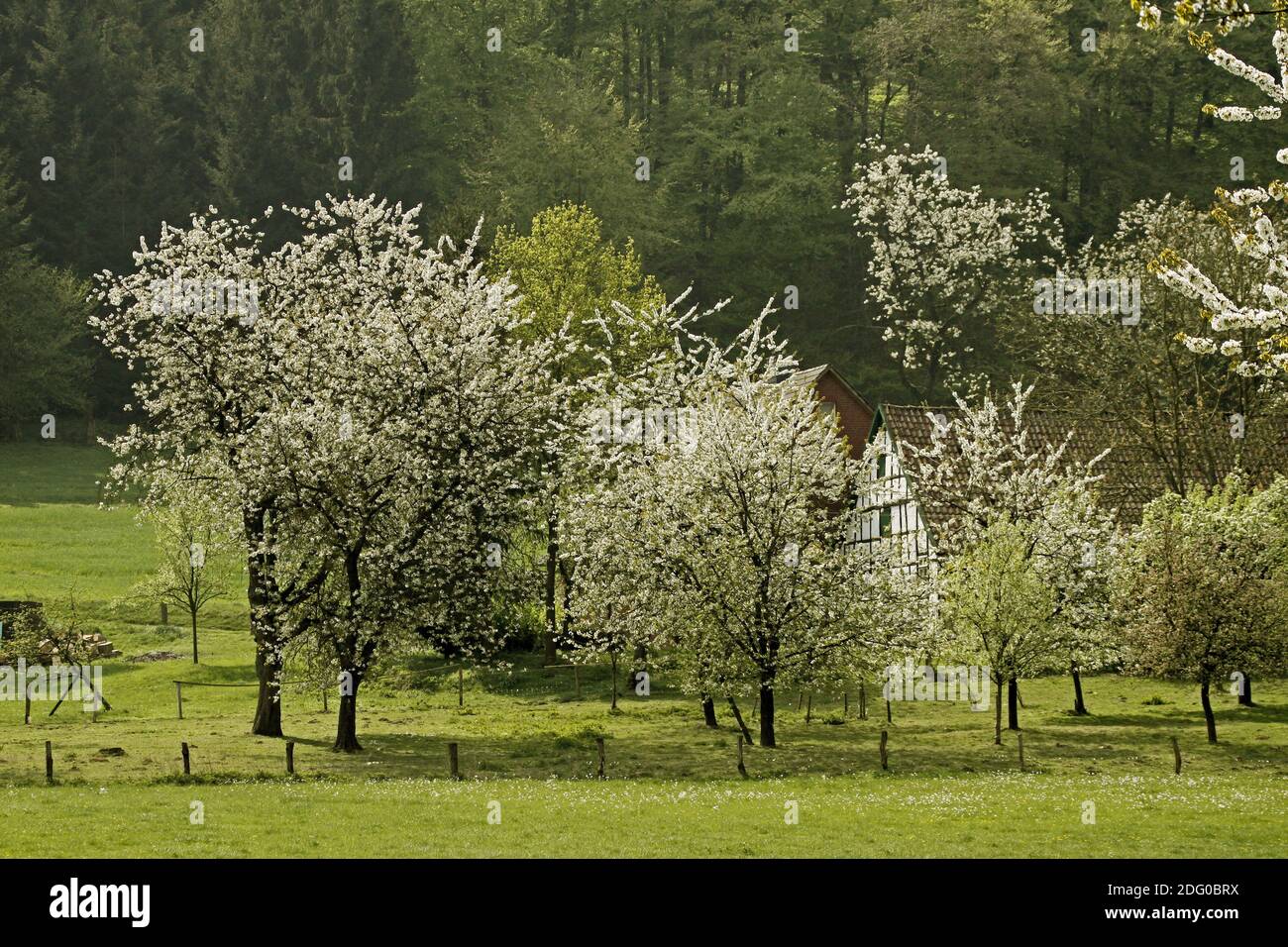 Cherry trees in spring, Hagen, Lower Saxony, Germany, Europe Stock ...