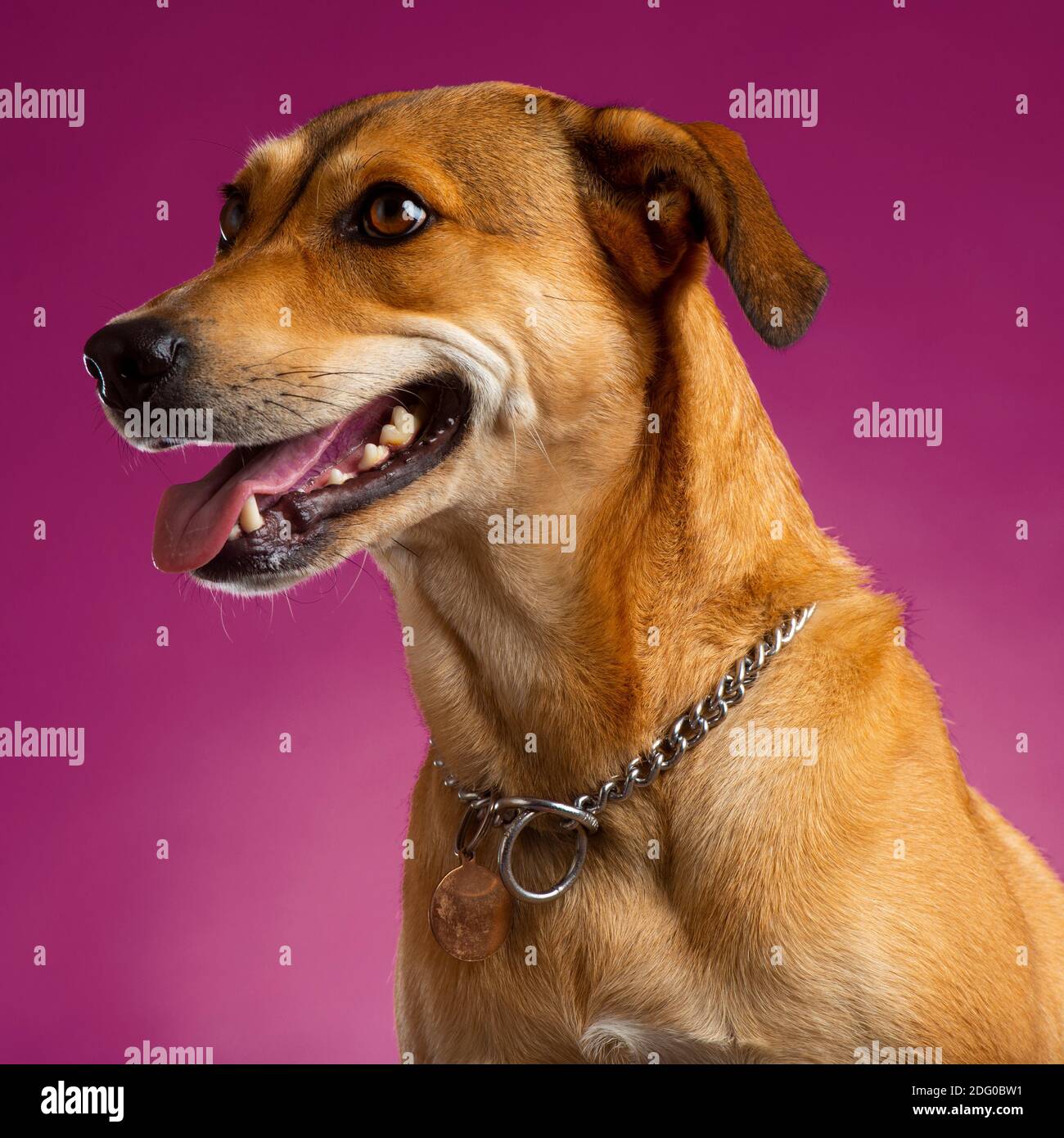 a dog in the studio red background Stock Photo - Alamy