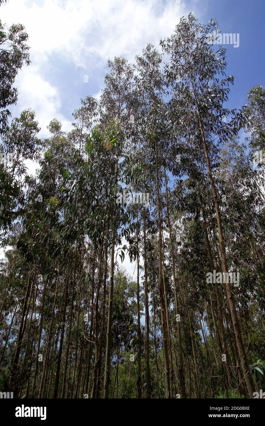Eucalyptuses hi-res stock photography and images - Alamy