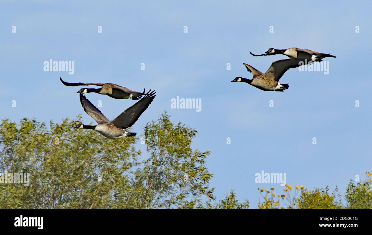 Four geese flying together over treetops with trees and a blue sky ...