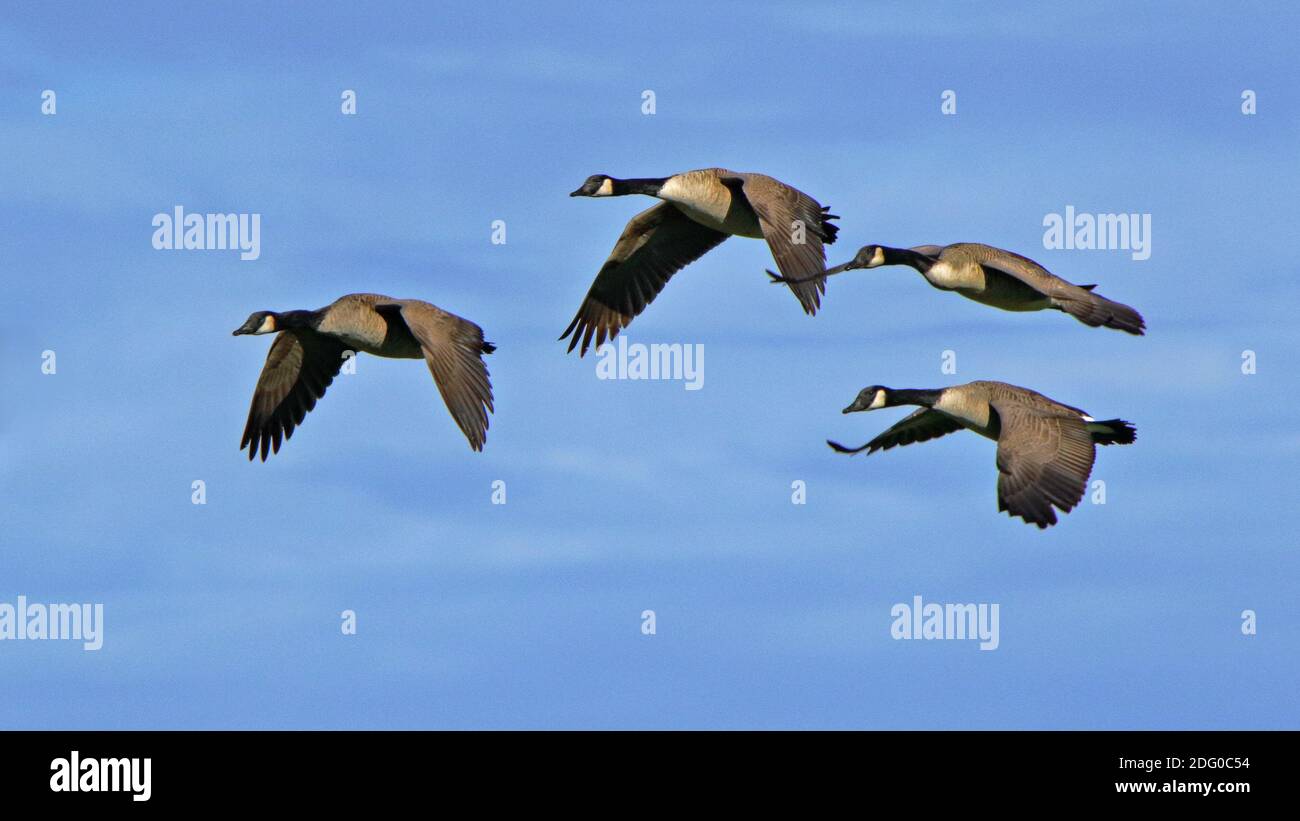 Geese flying together hi-res stock photography and images - Alamy