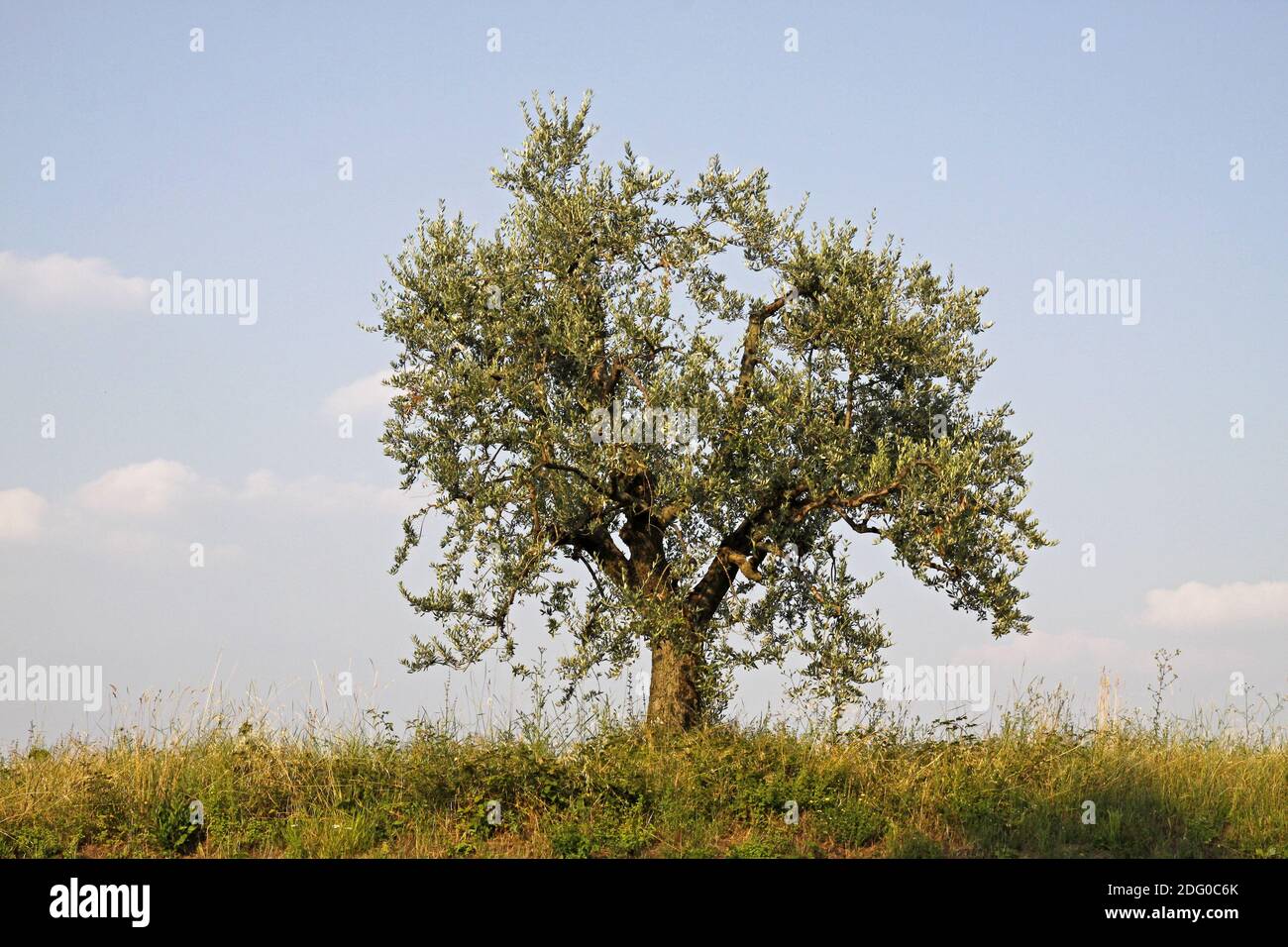 Olive tree (Olea europaea) on Lake Garda, Lazise, Veneto, Italy - Olive ...