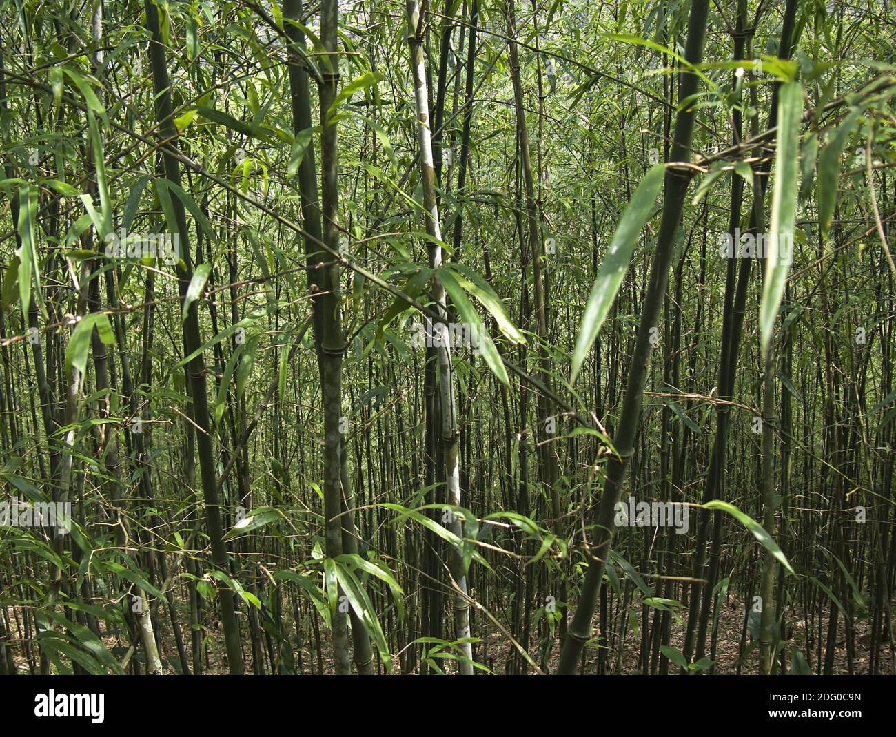 Bambus forest hi-res stock photography and images - Alamy