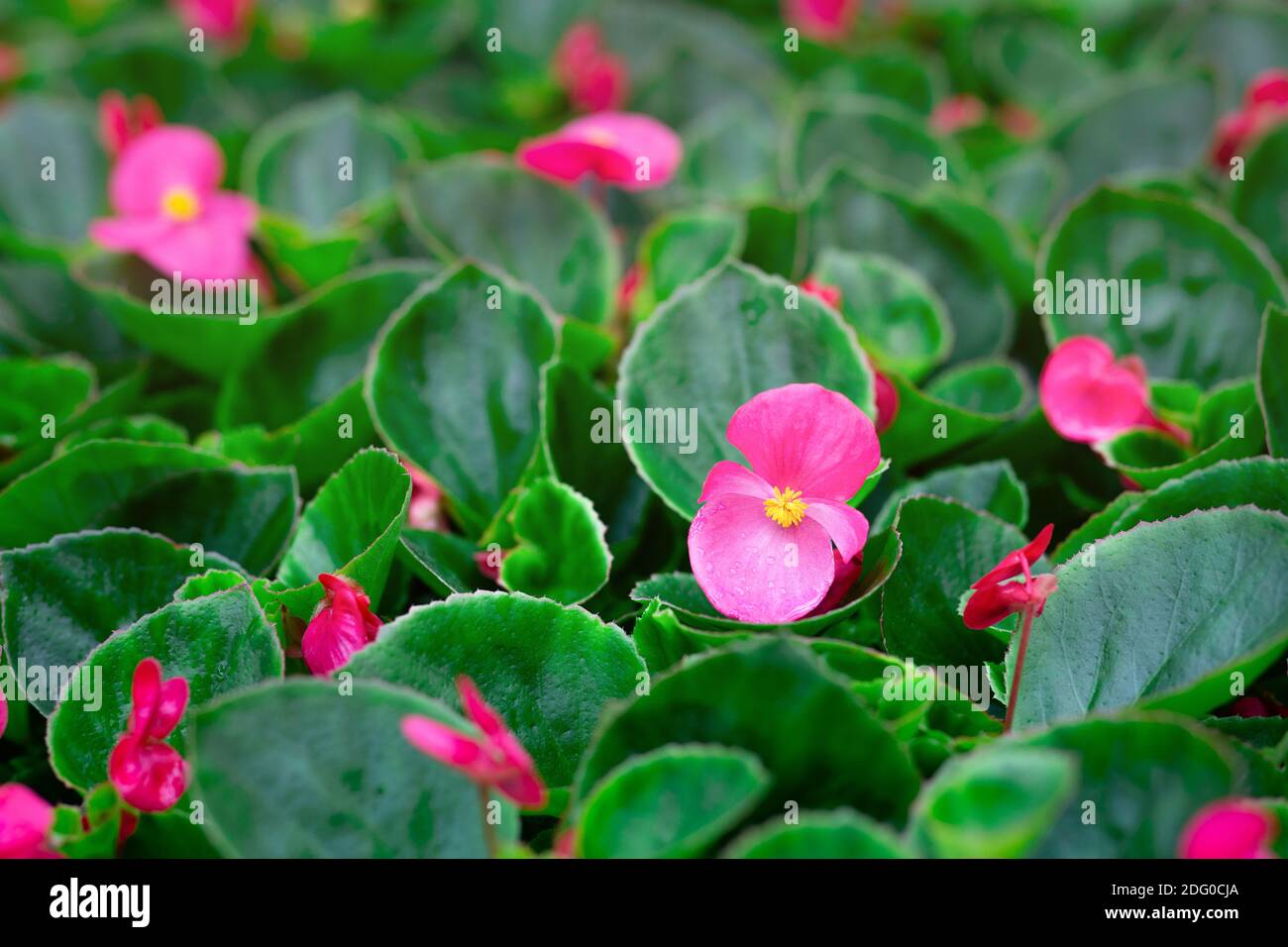 Business, modern greenhouse, industrial and plants for sale Stock Photo ...