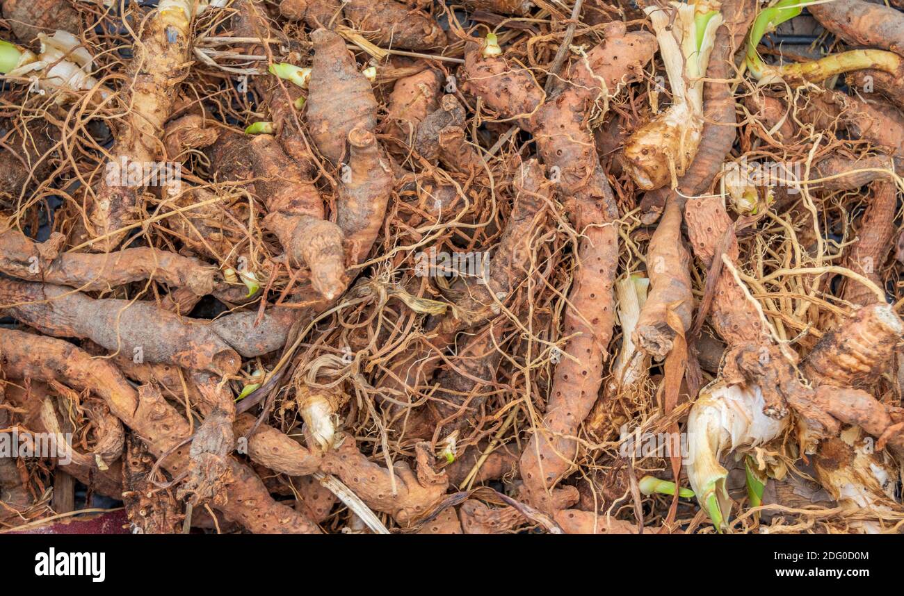 Orris root hi-res stock photography and images - Alamy