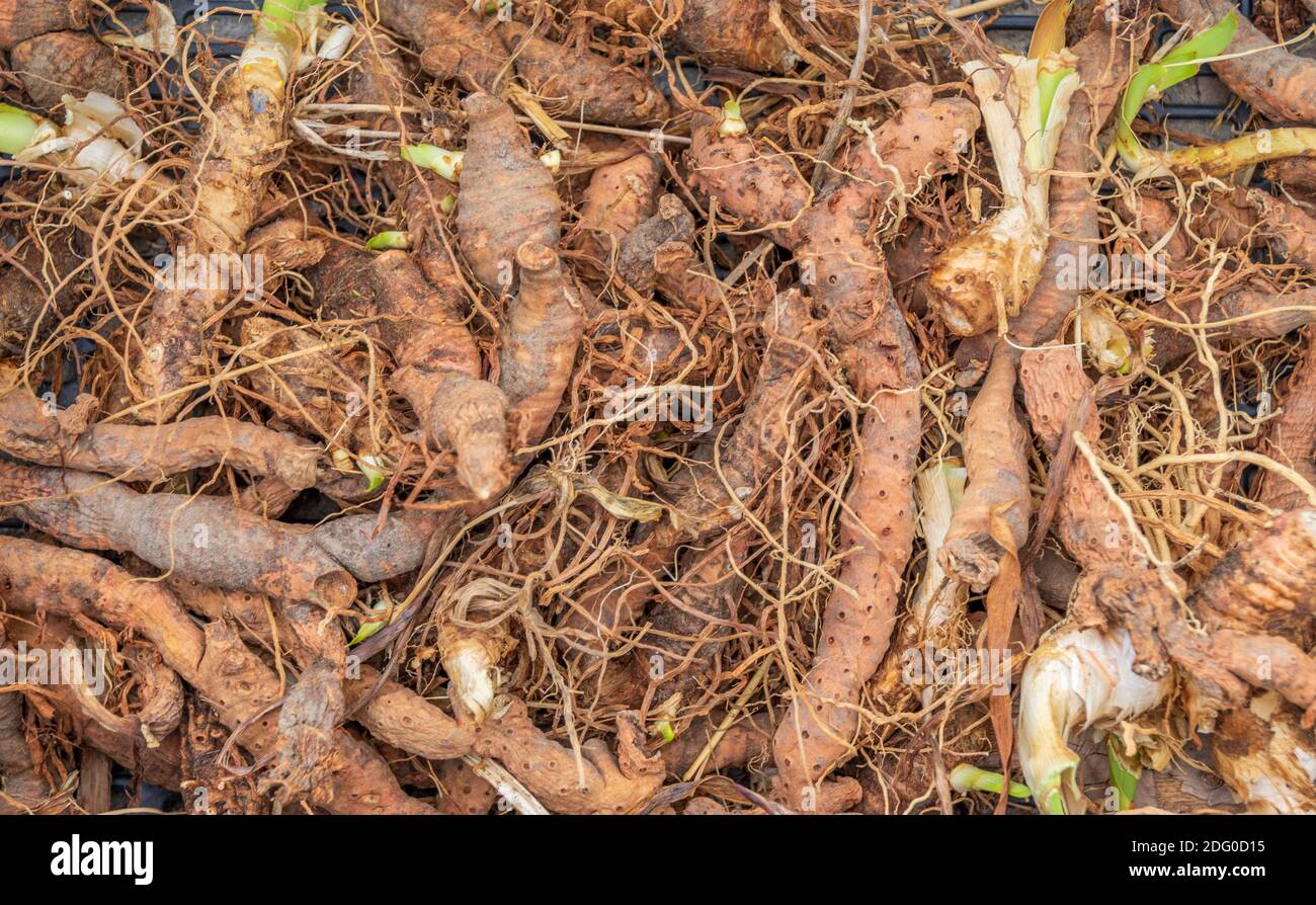 Orris root hi-res stock photography and images - Alamy