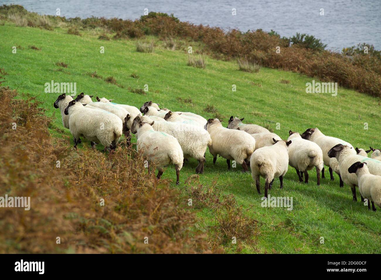 Irish flock of sheep hi-res stock photography and images - Alamy