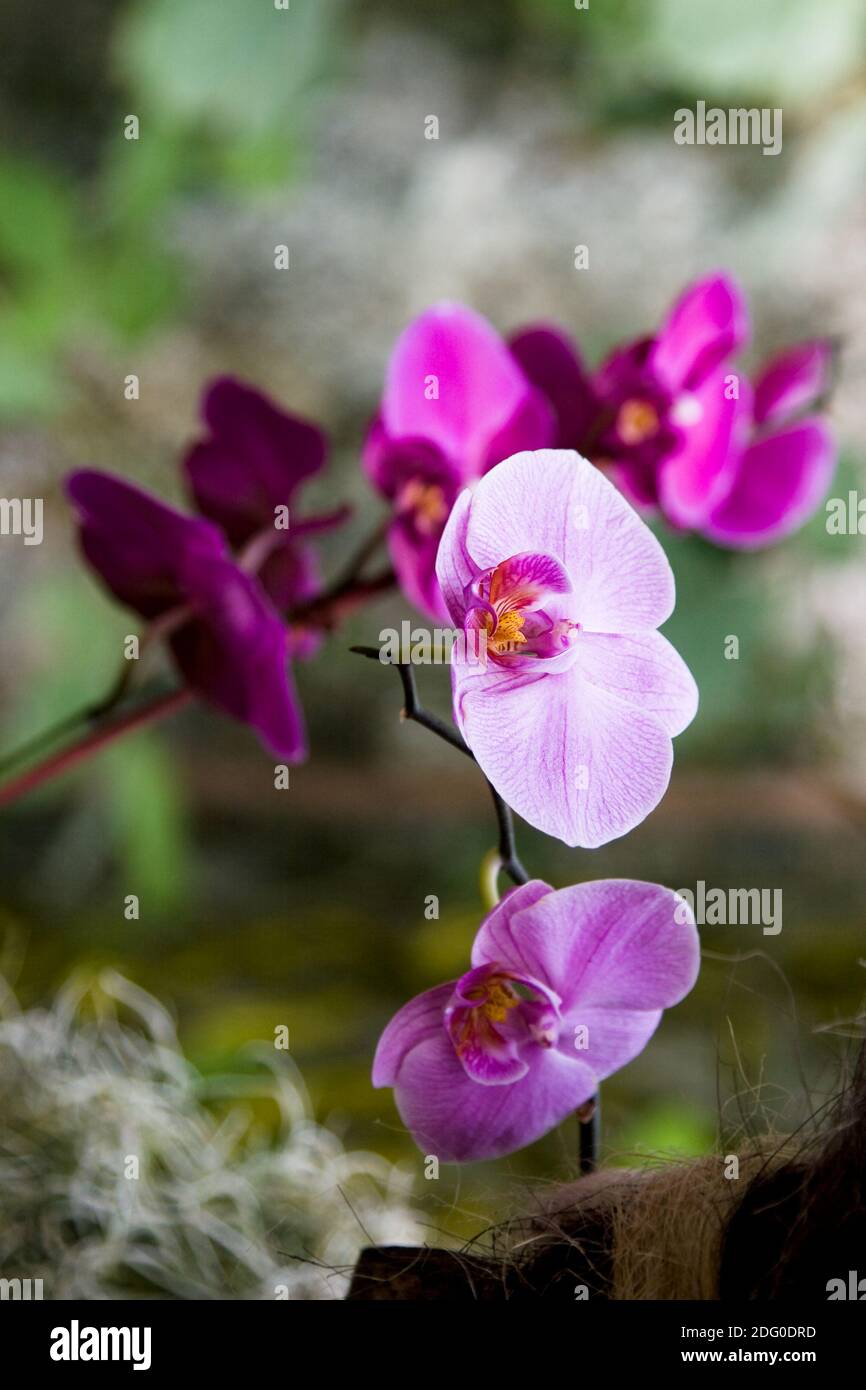 Branch of pink orchid on field Stock Photo - Alamy