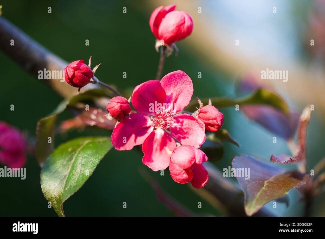 Spring flowers of sakura at the tree Stock Photo - Alamy