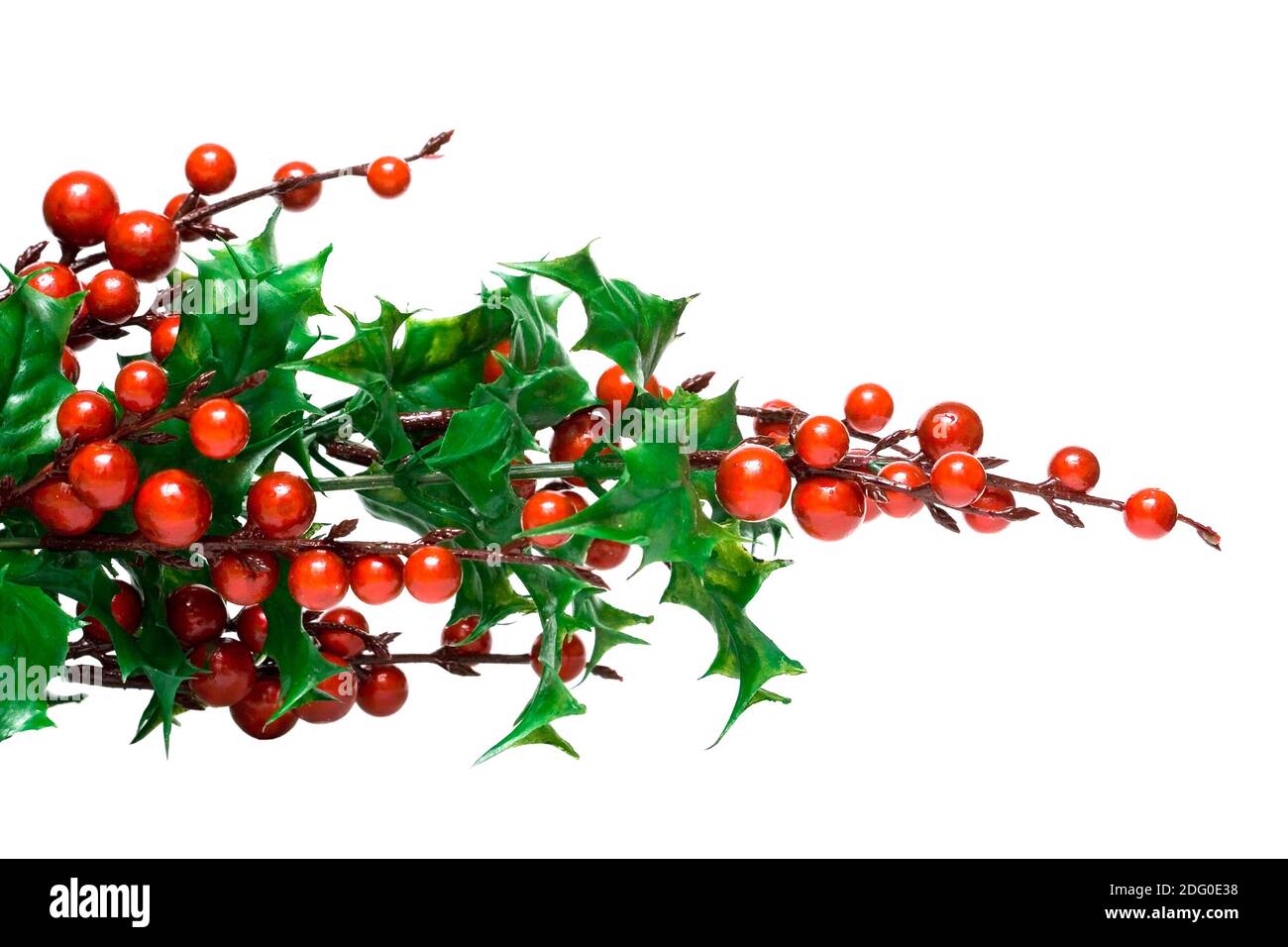European holly isolated on white background Stock Photo - Alamy
