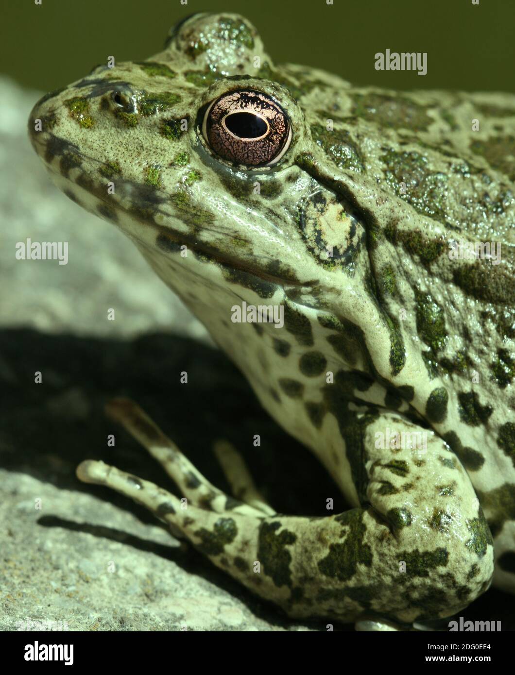 Close up frog hi-res stock photography and images - Alamy