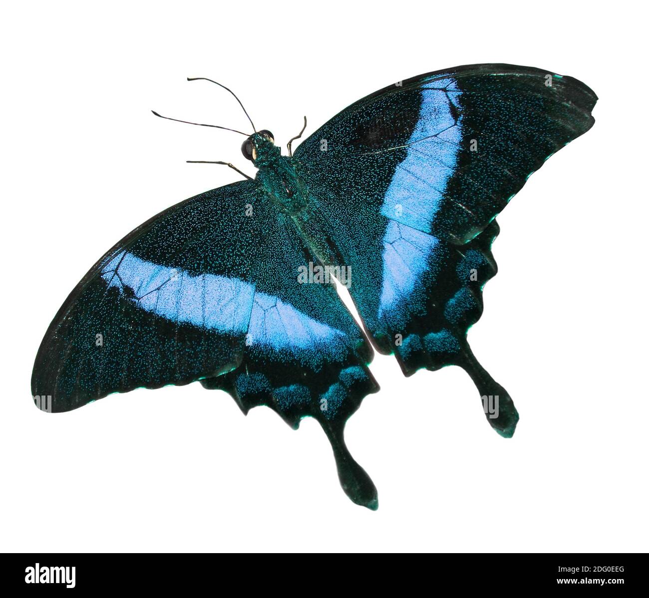 Macro exotic butterfly on Cut Out Stock Images & Pictures - Alamy