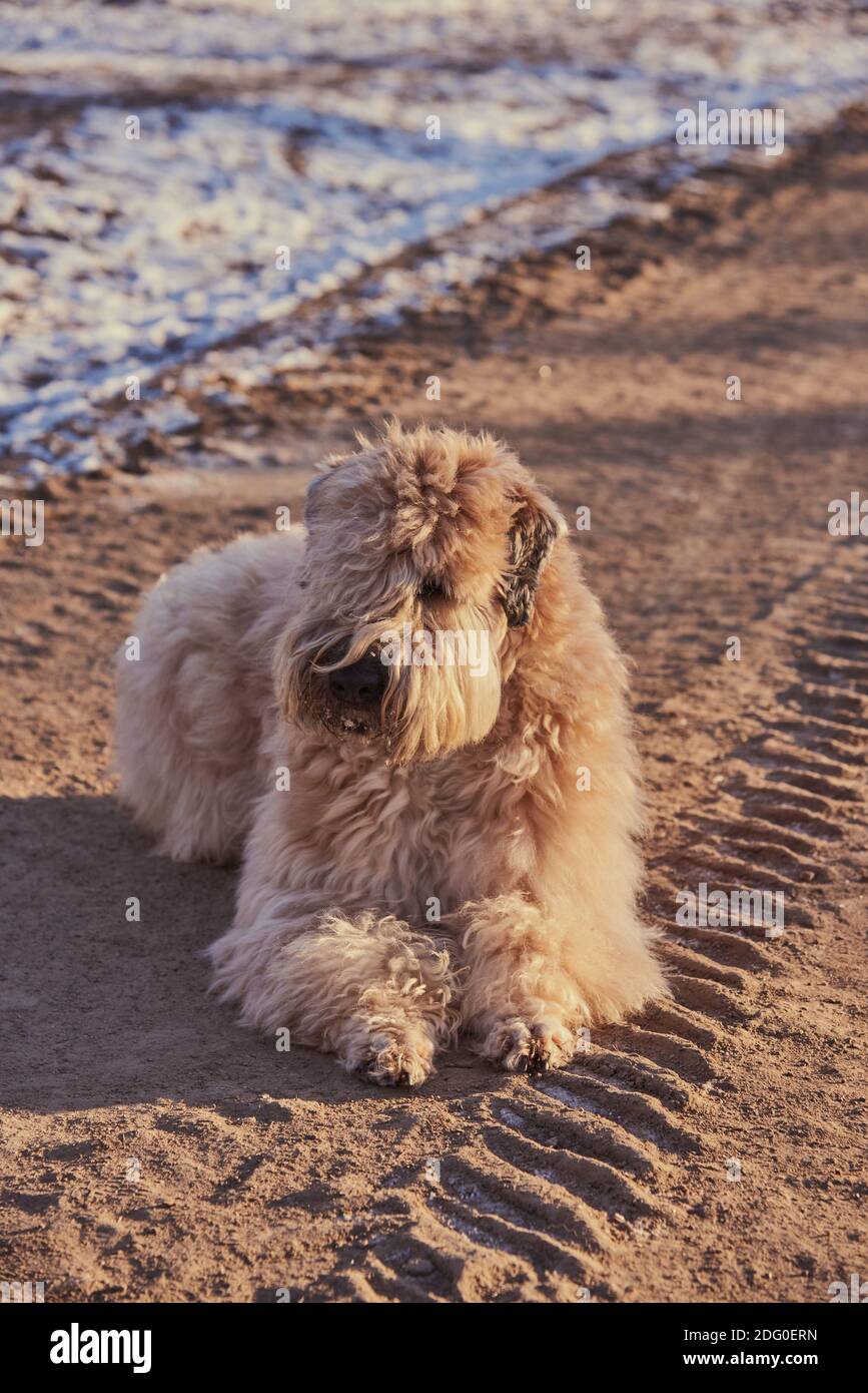 Irish wheat soft coated terrier hi-res stock photography and images - Alamy
