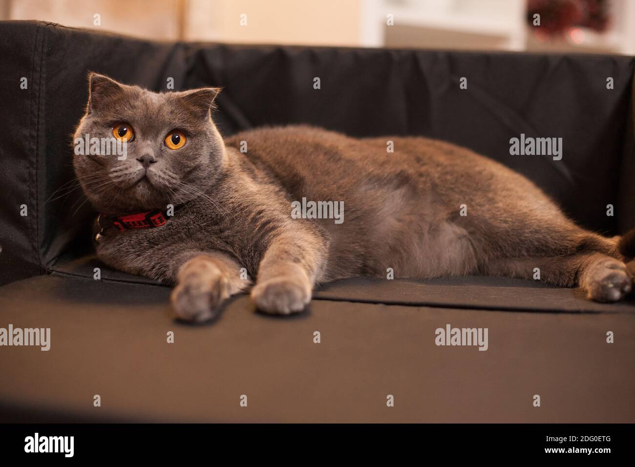 Lovely scottish fold in her bed celebrating christmas Stock Photo - Alamy