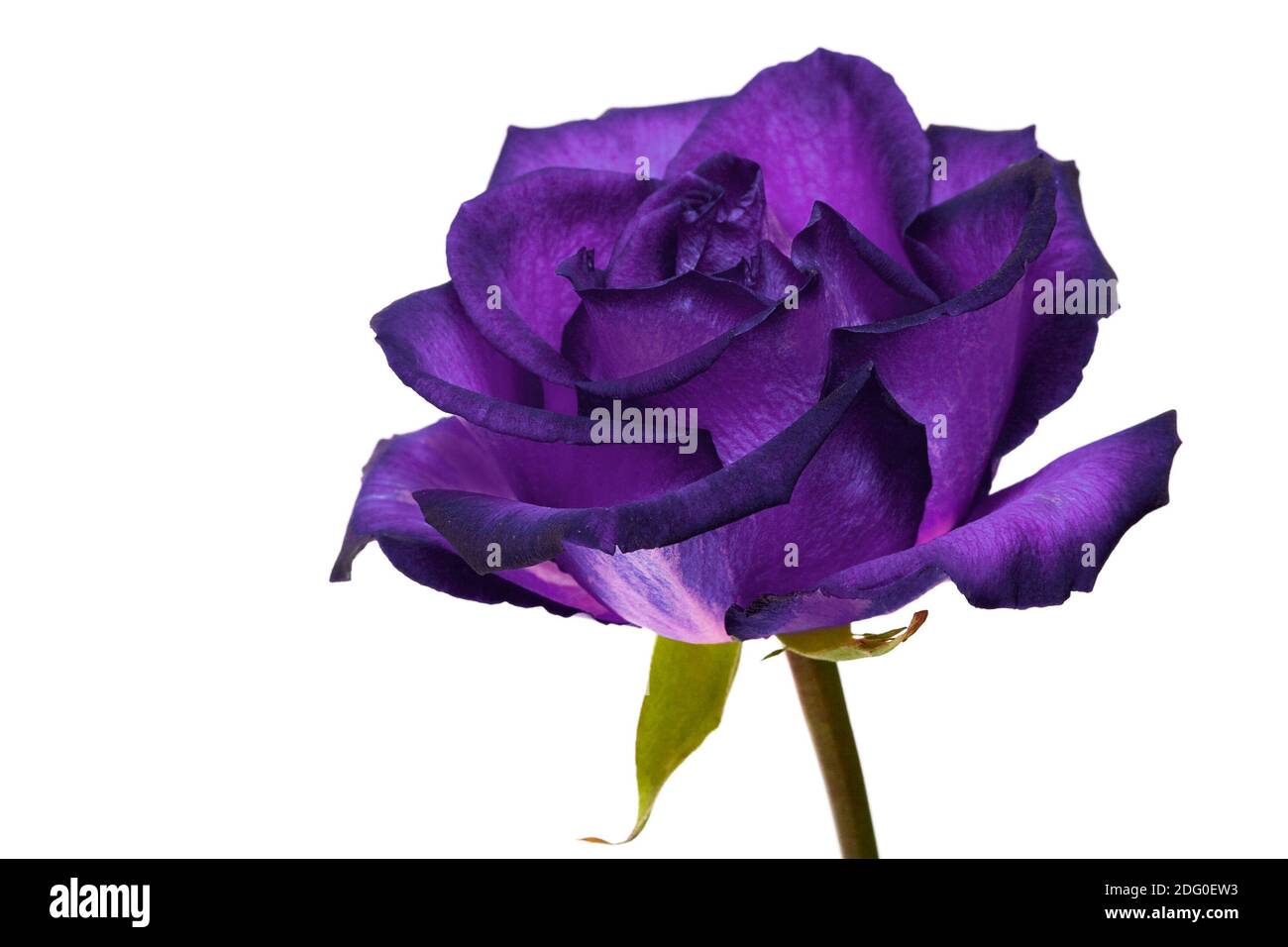 Single Violet Rose