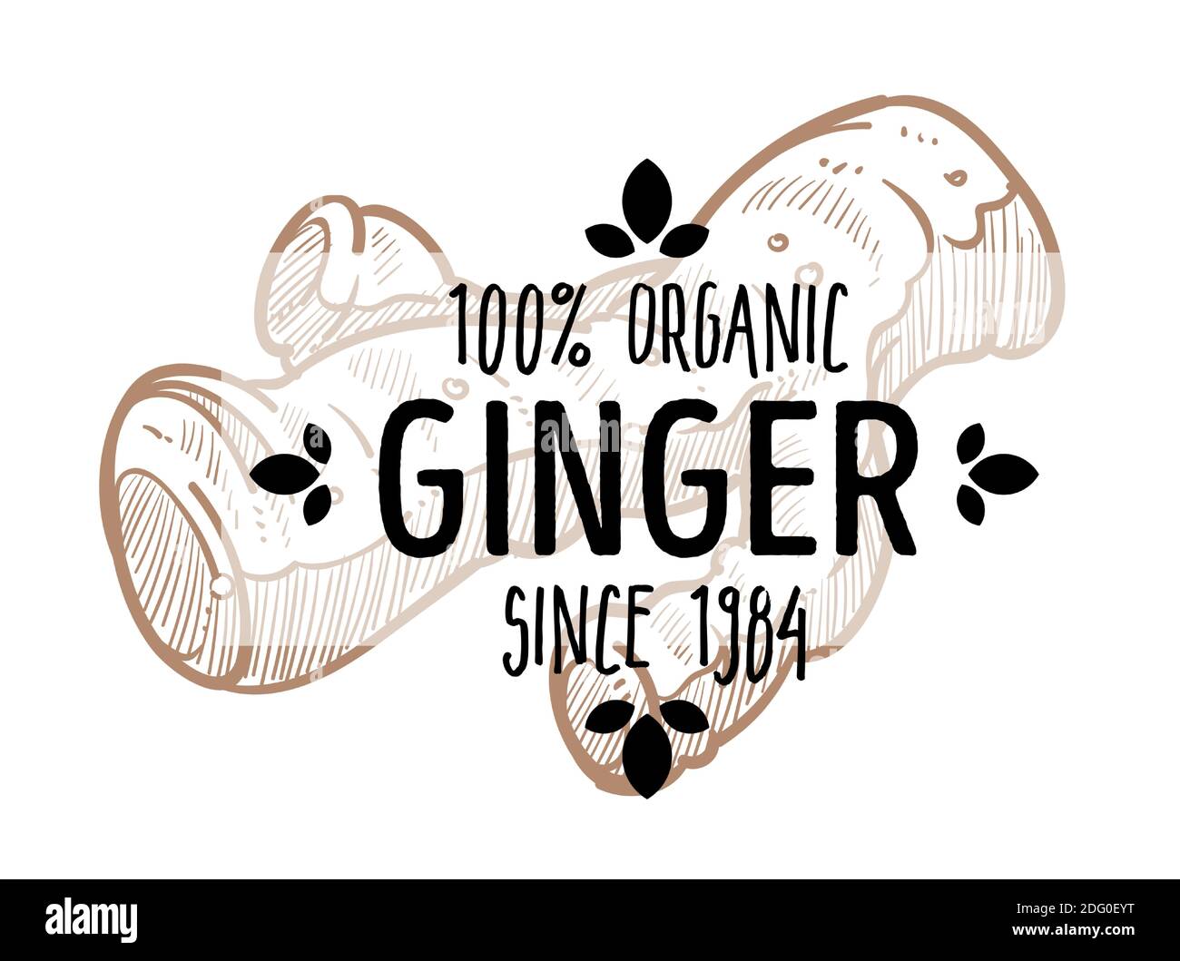 Ginger 100 percent organic food ingredient vector Stock Vector Image ...