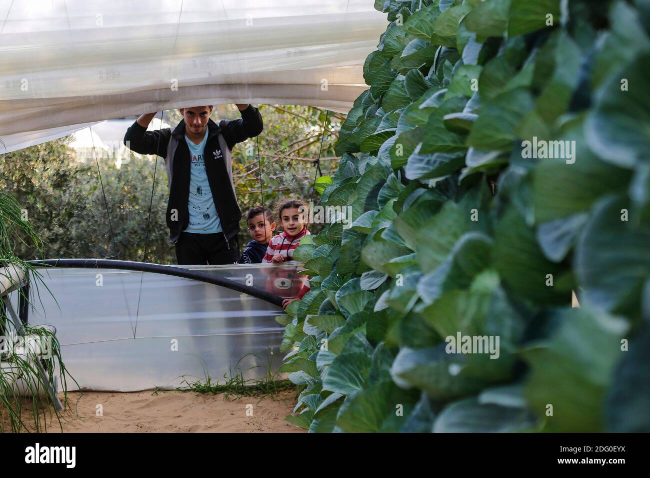 Abdullah Abu Halima and his children seen next to their farm in the ...