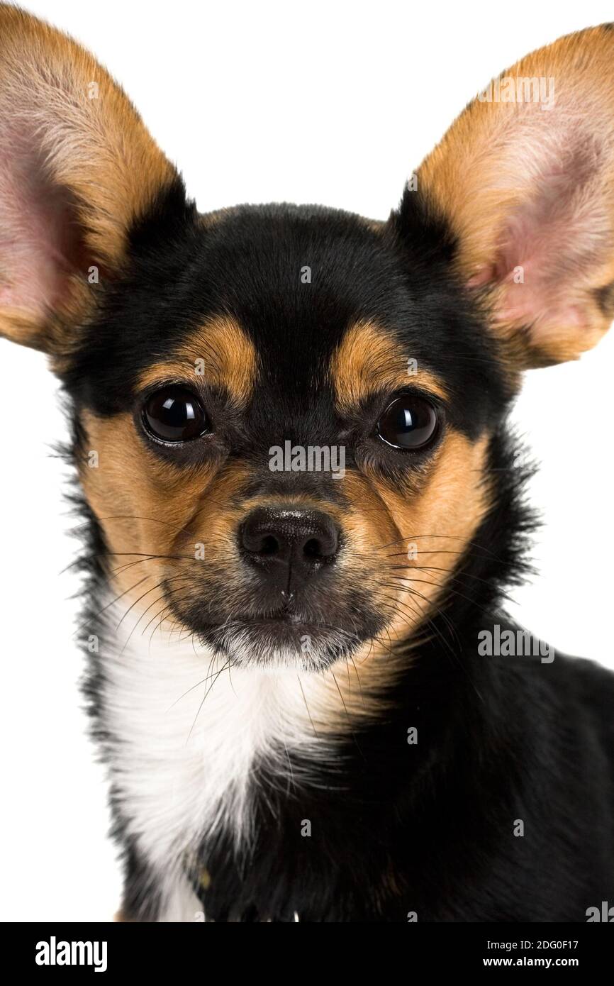 Puppy isolated on white background Stock Photo - Alamy