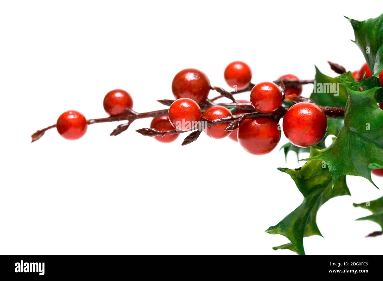 European holly isolated on white background Stock Photo - Alamy