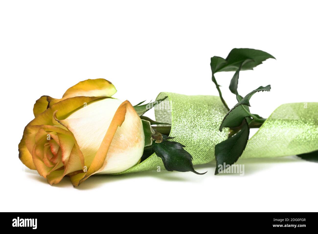 Yellow rose with ribbon over white background Stock Photo - Alamy