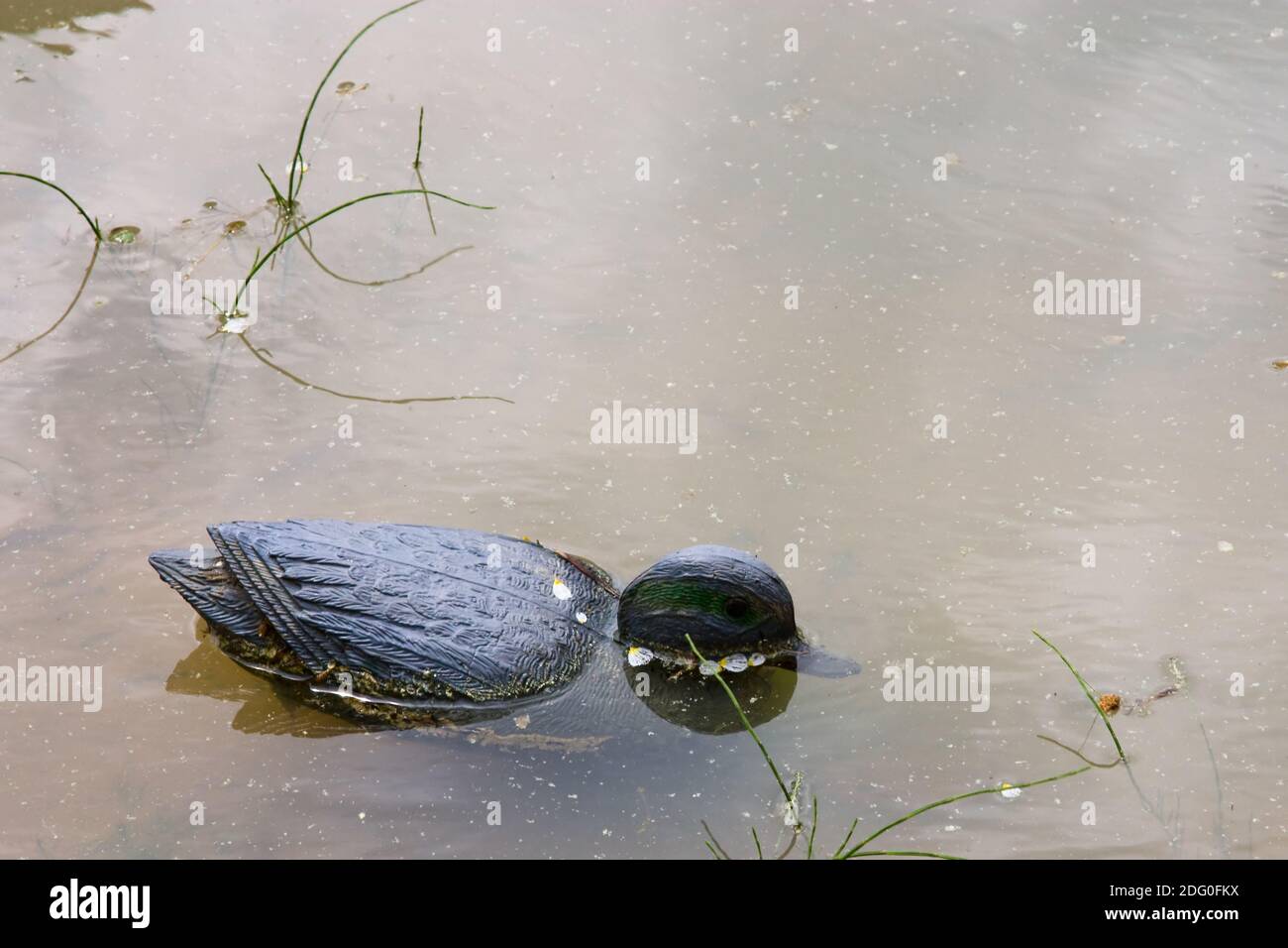 Duck dive pool hi-res stock photography and images - Alamy