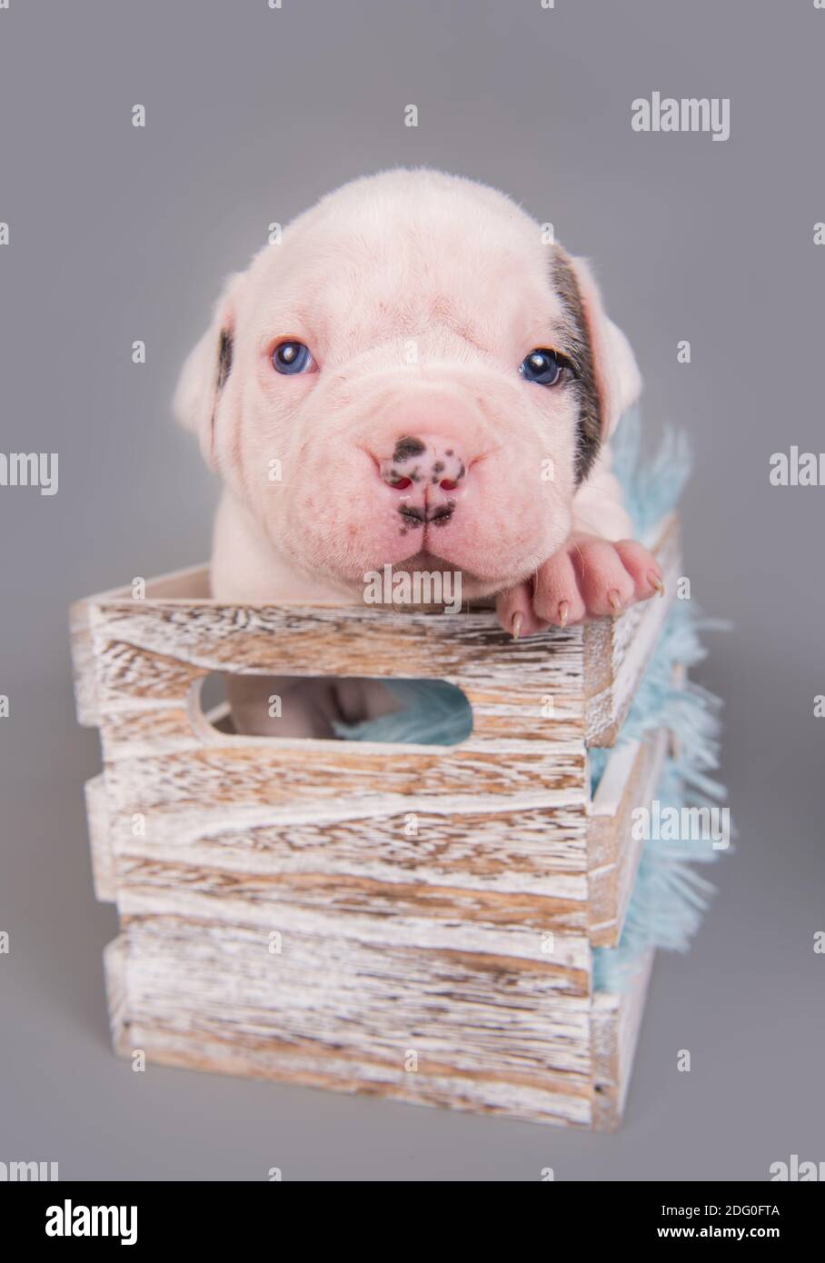Cute bulldog gift box hi-res stock photography and images - Alamy