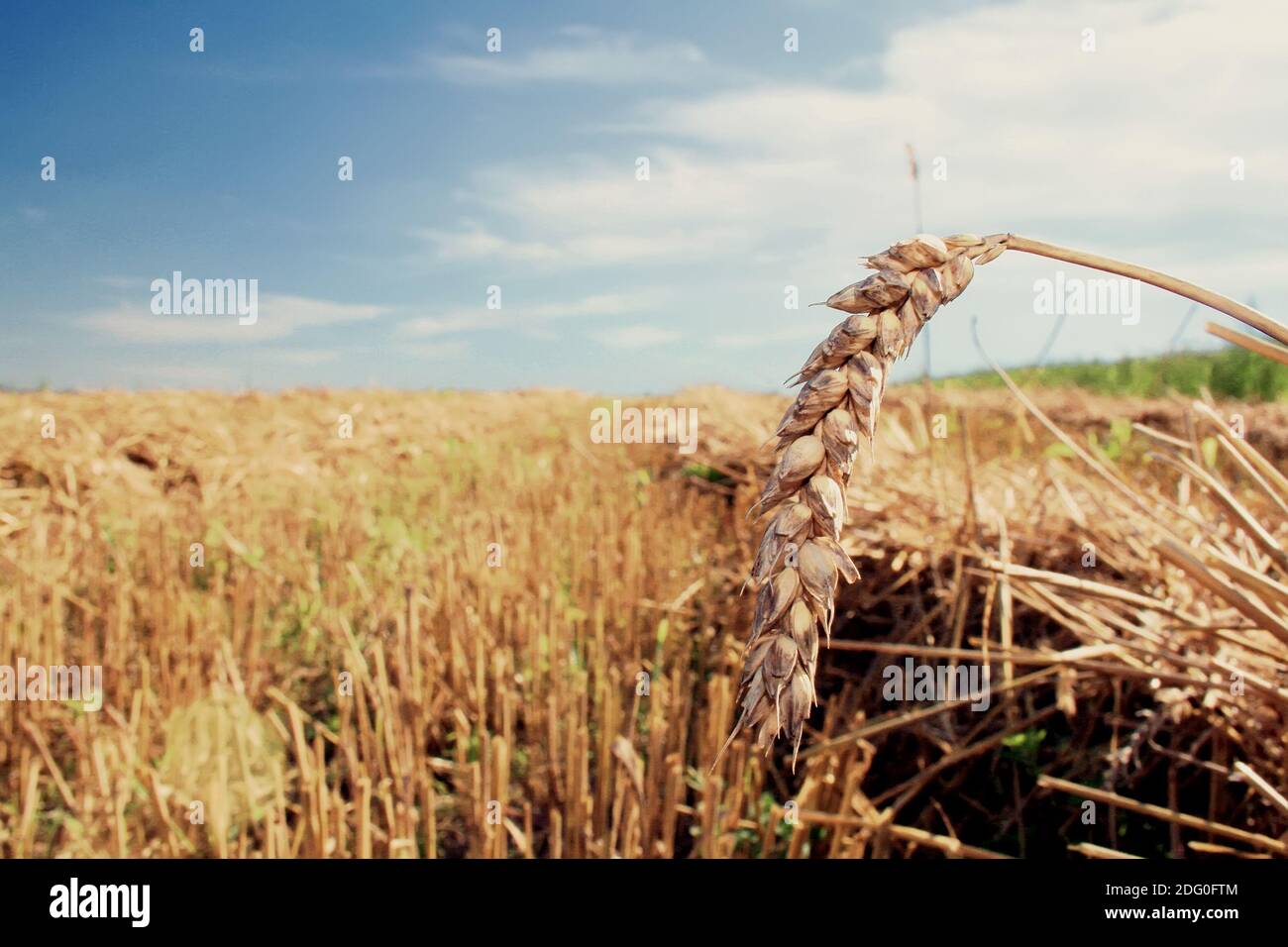 Wheat head hi-res stock photography and images - Alamy