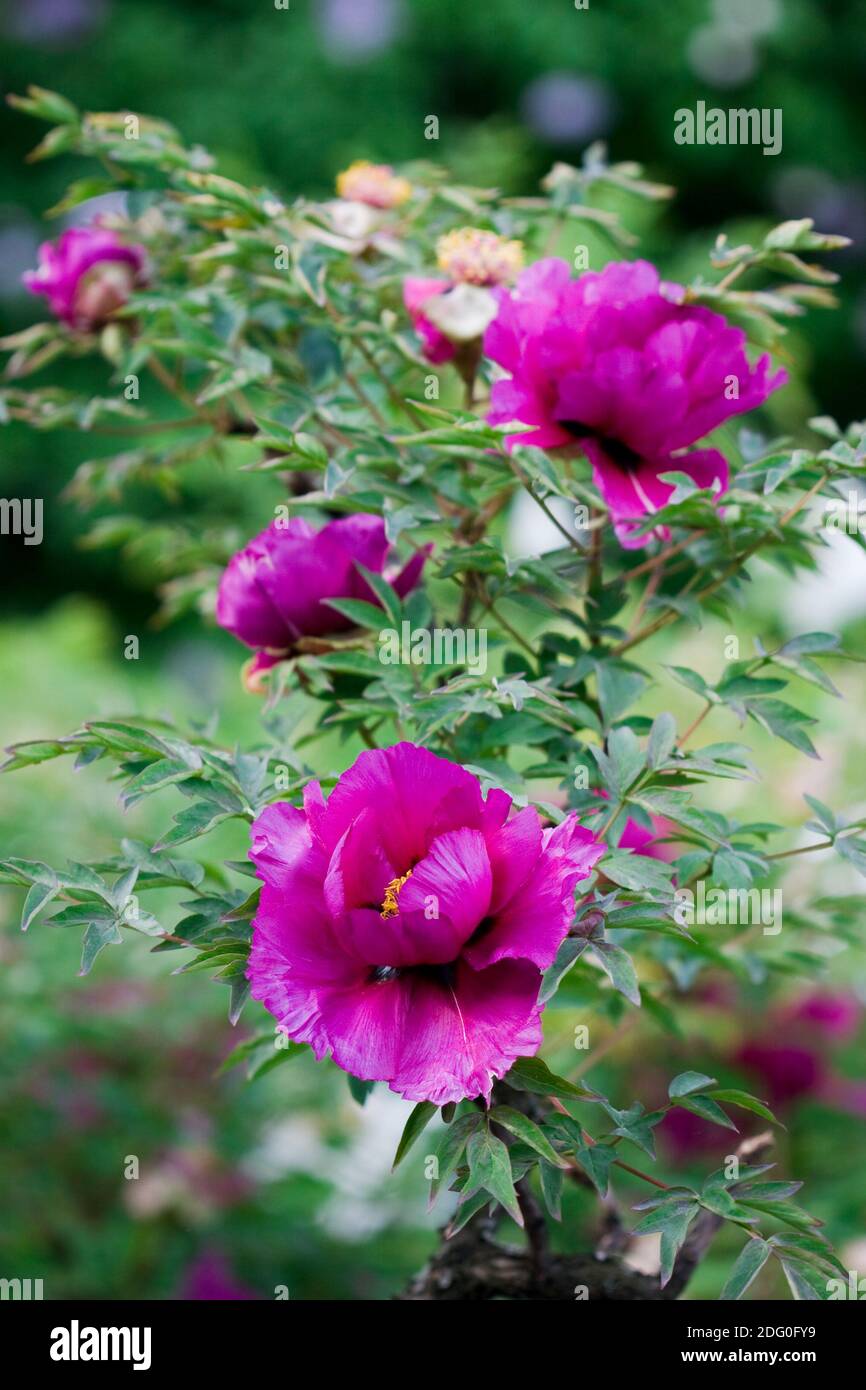 Meson hi-res stock photography and images - Alamy