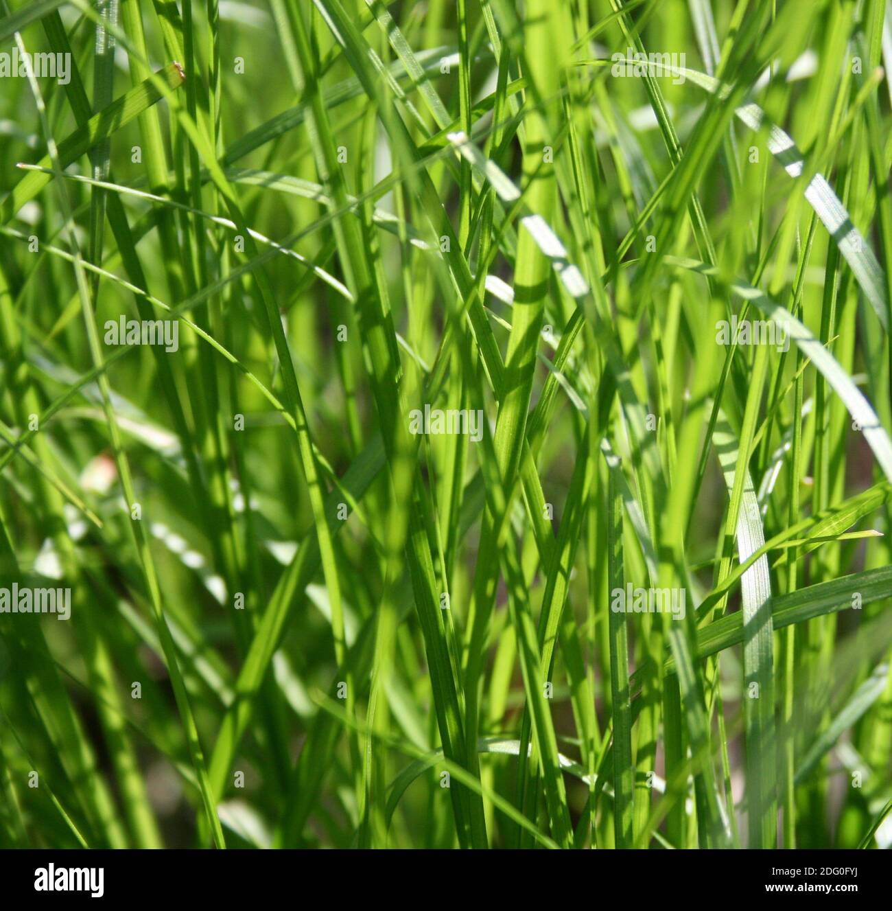 Nice green grass Stock Photo - Alamy