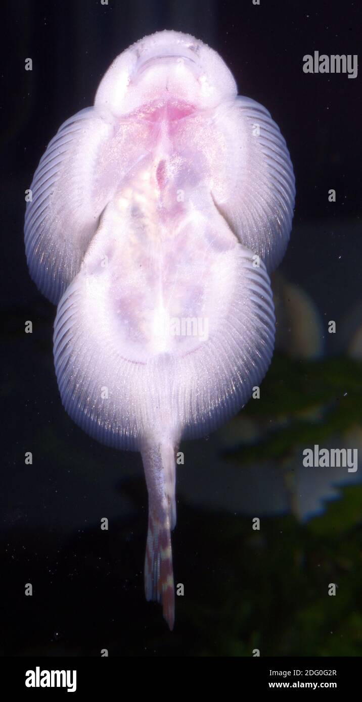 Ventral view of China Hillstream loach, Sinogastromyzon wui Stock Photo ...