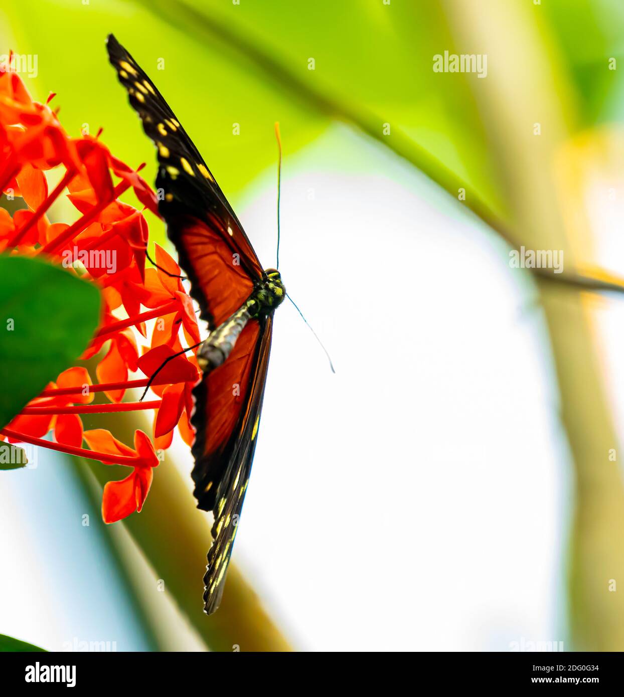 Red monarch hi-res stock photography and images - Alamy