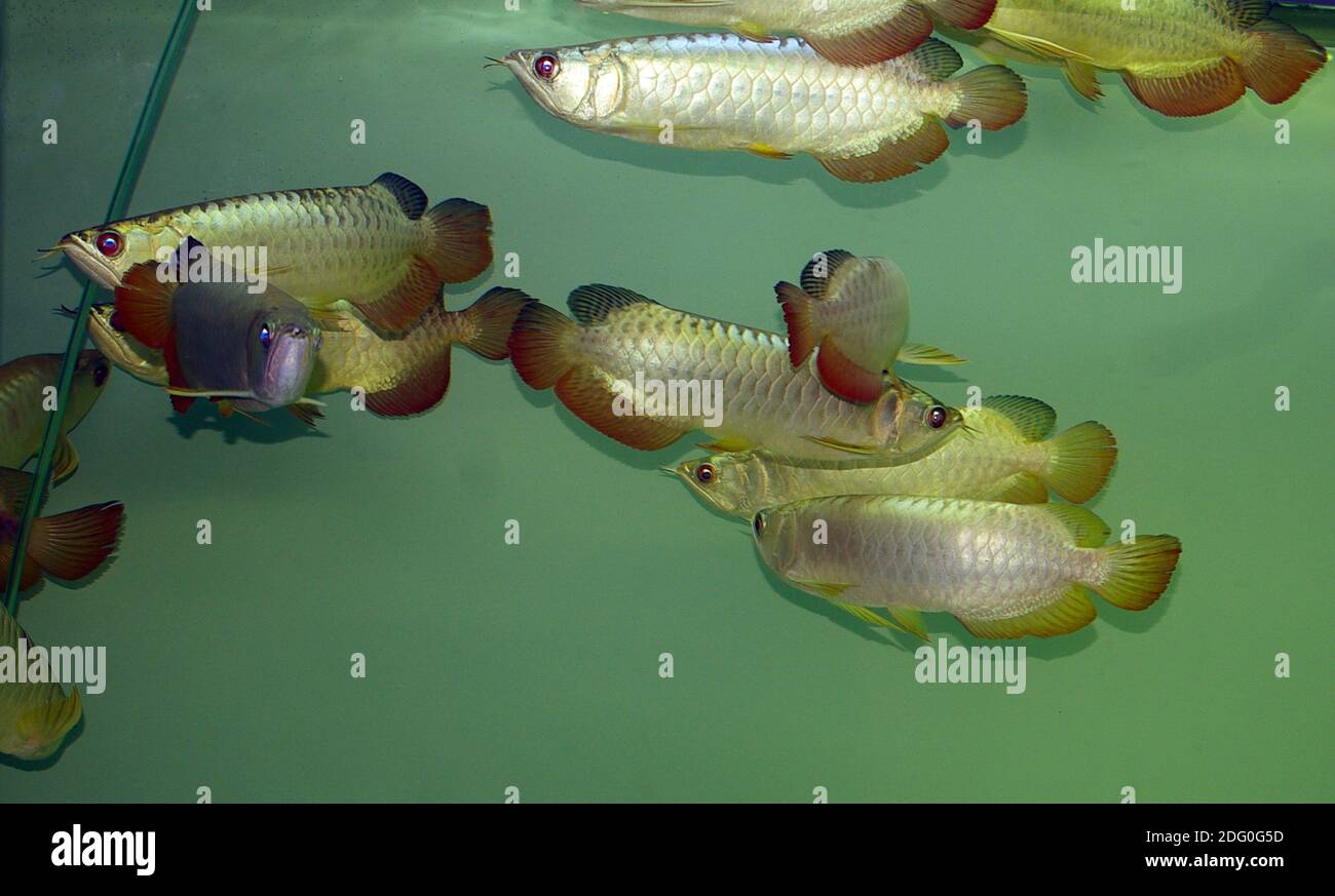 Golden and silver-red morphs of arowana dragon fish, Scleropages ...