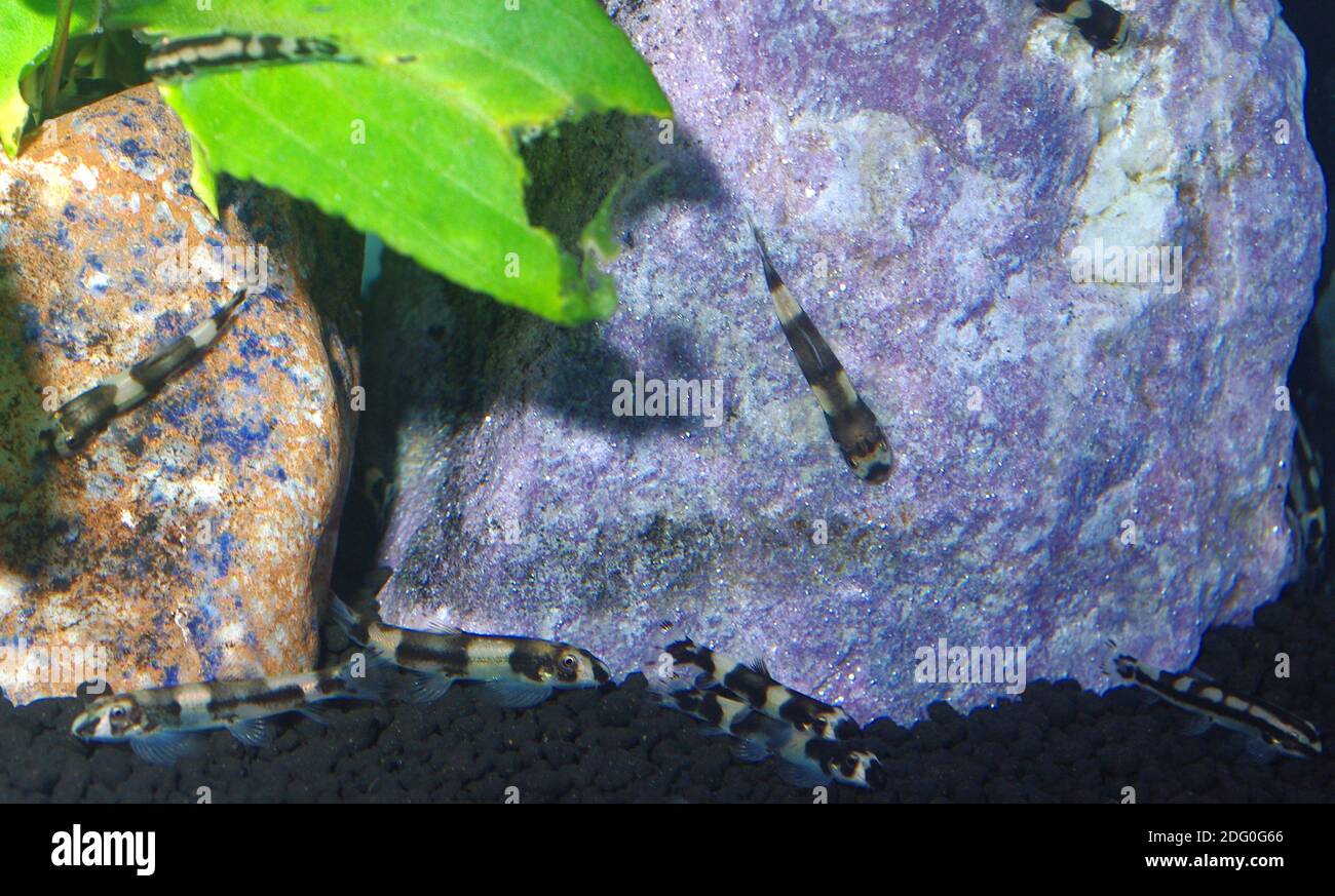 Panda loach, Yaoshania pachychilus Stock Photo - Alamy