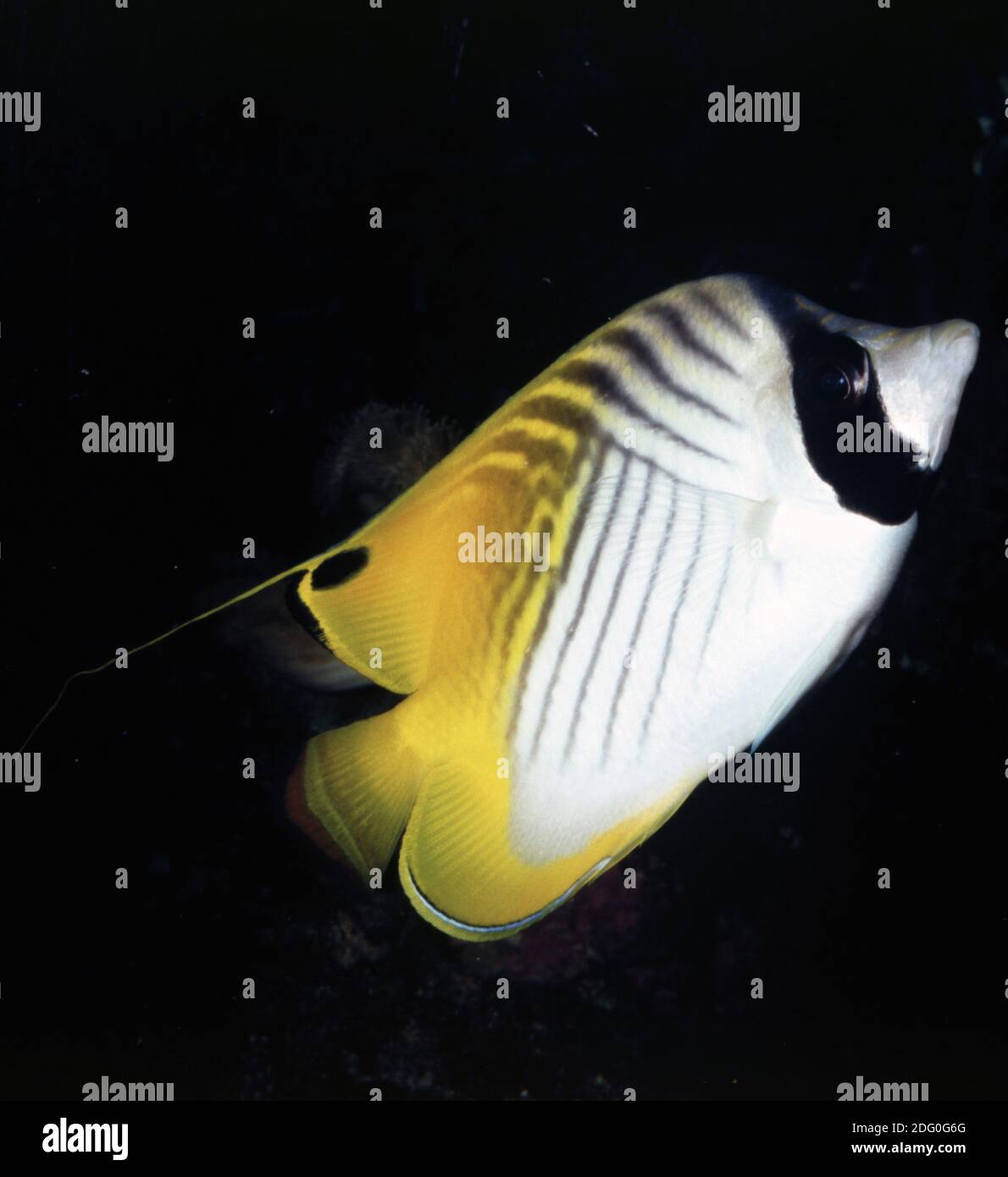 Freshwater butterflyfish hi-res stock photography and images - Alamy