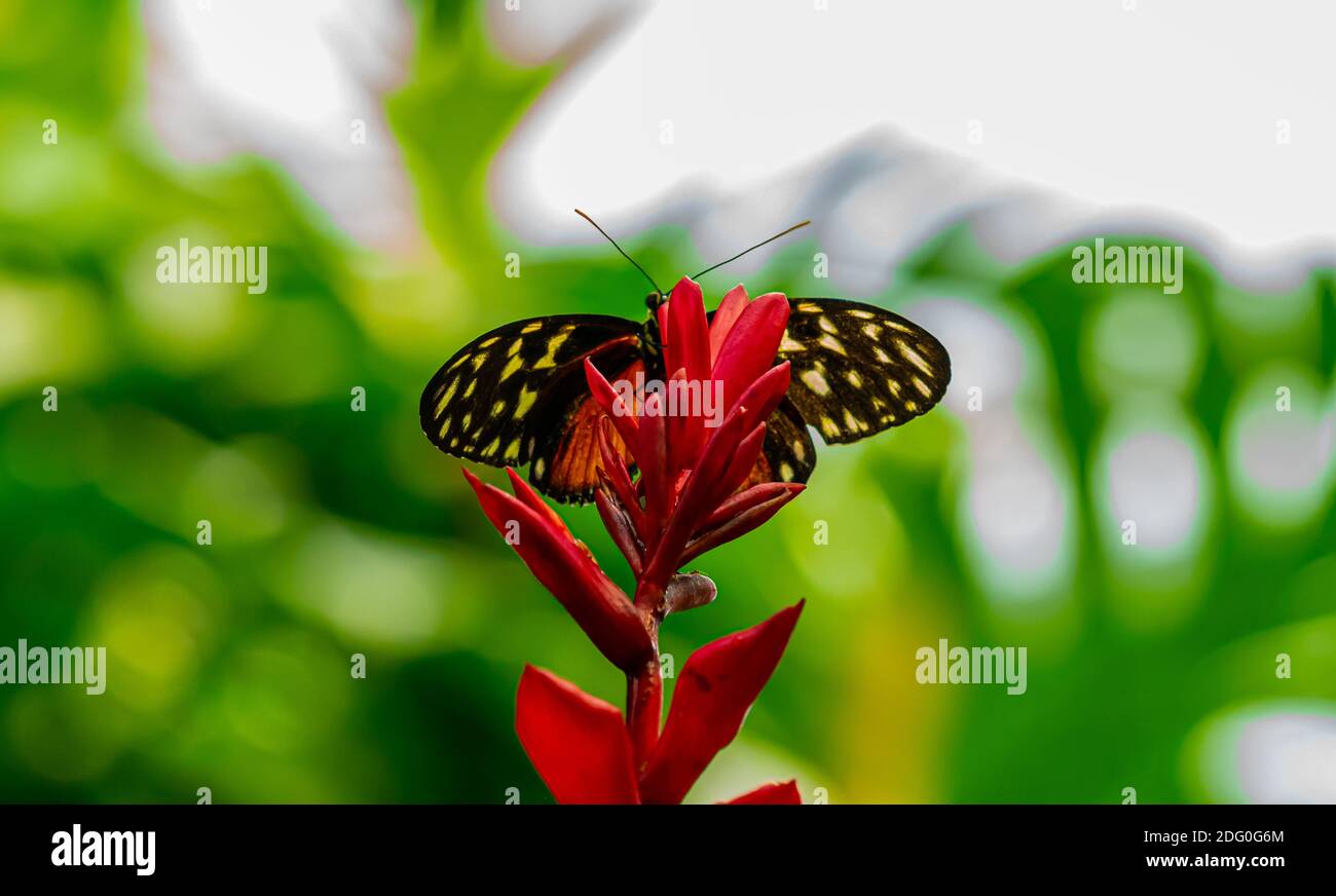 Red monarch hi-res stock photography and images - Alamy